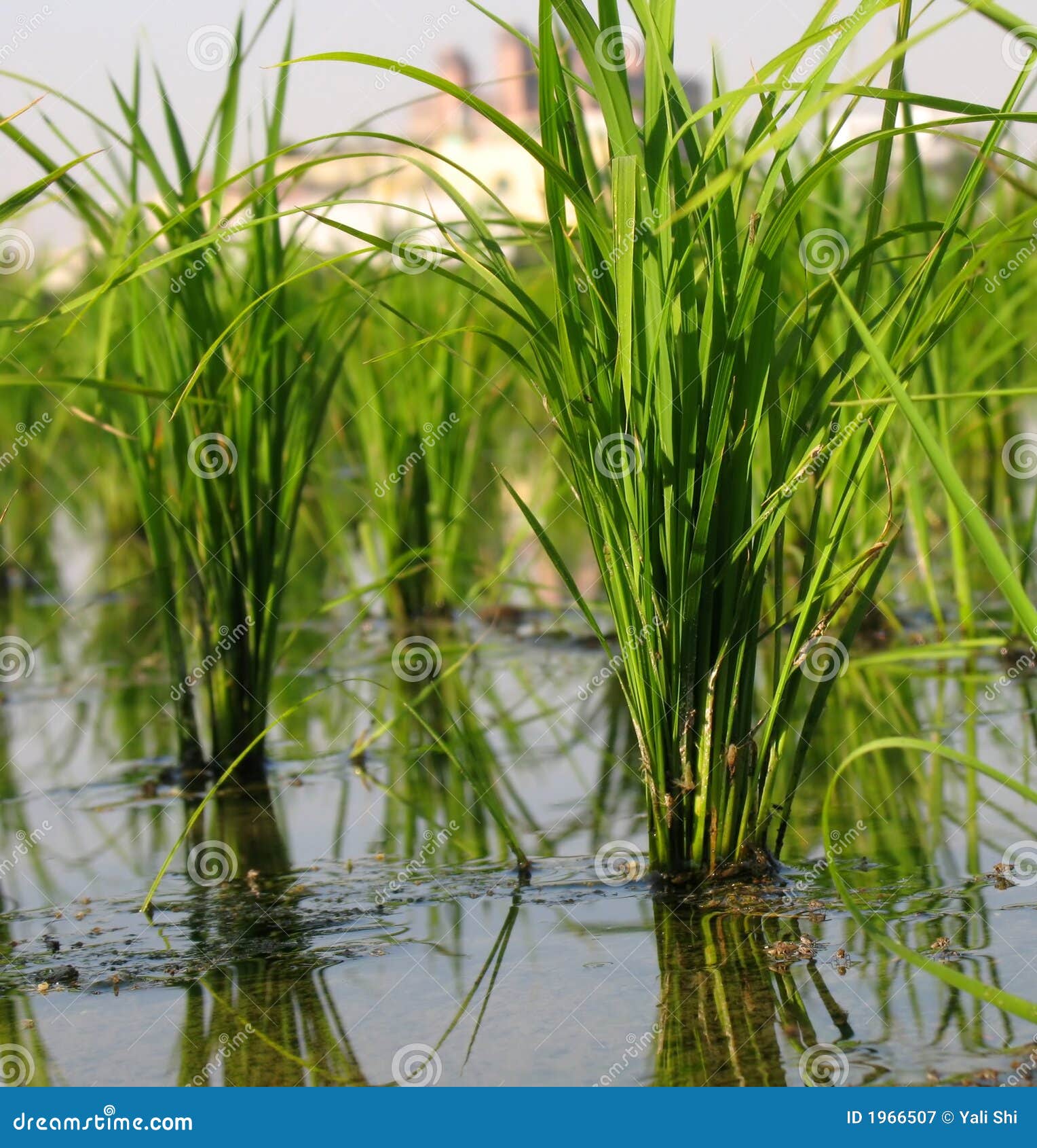 Rice Paddy Closeup stock image. Image of aquatic, water - 1966507