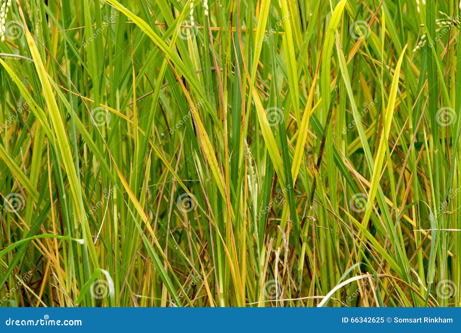 Rice paddy stock image. Image of closeup, agriculture - 66342625