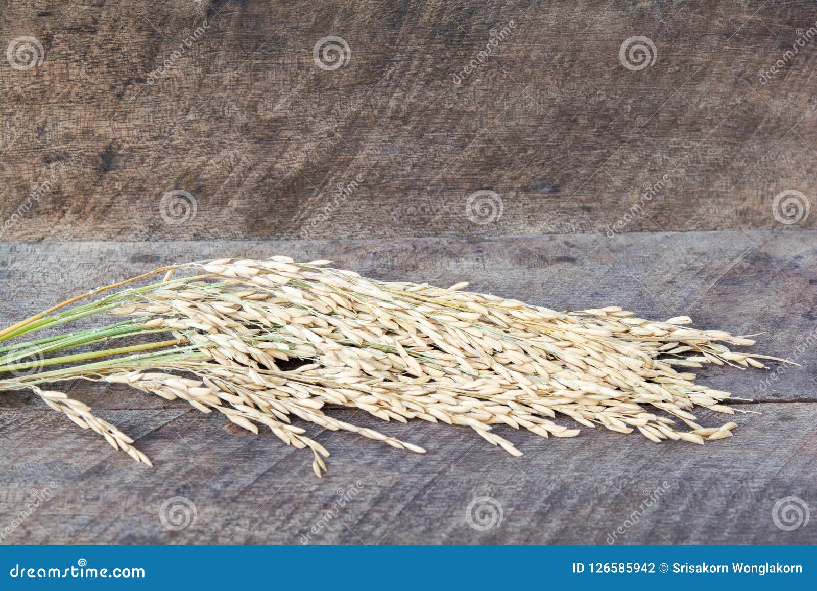 Rice, paddy, dried rice stock photo. Image of healthy - 126585942