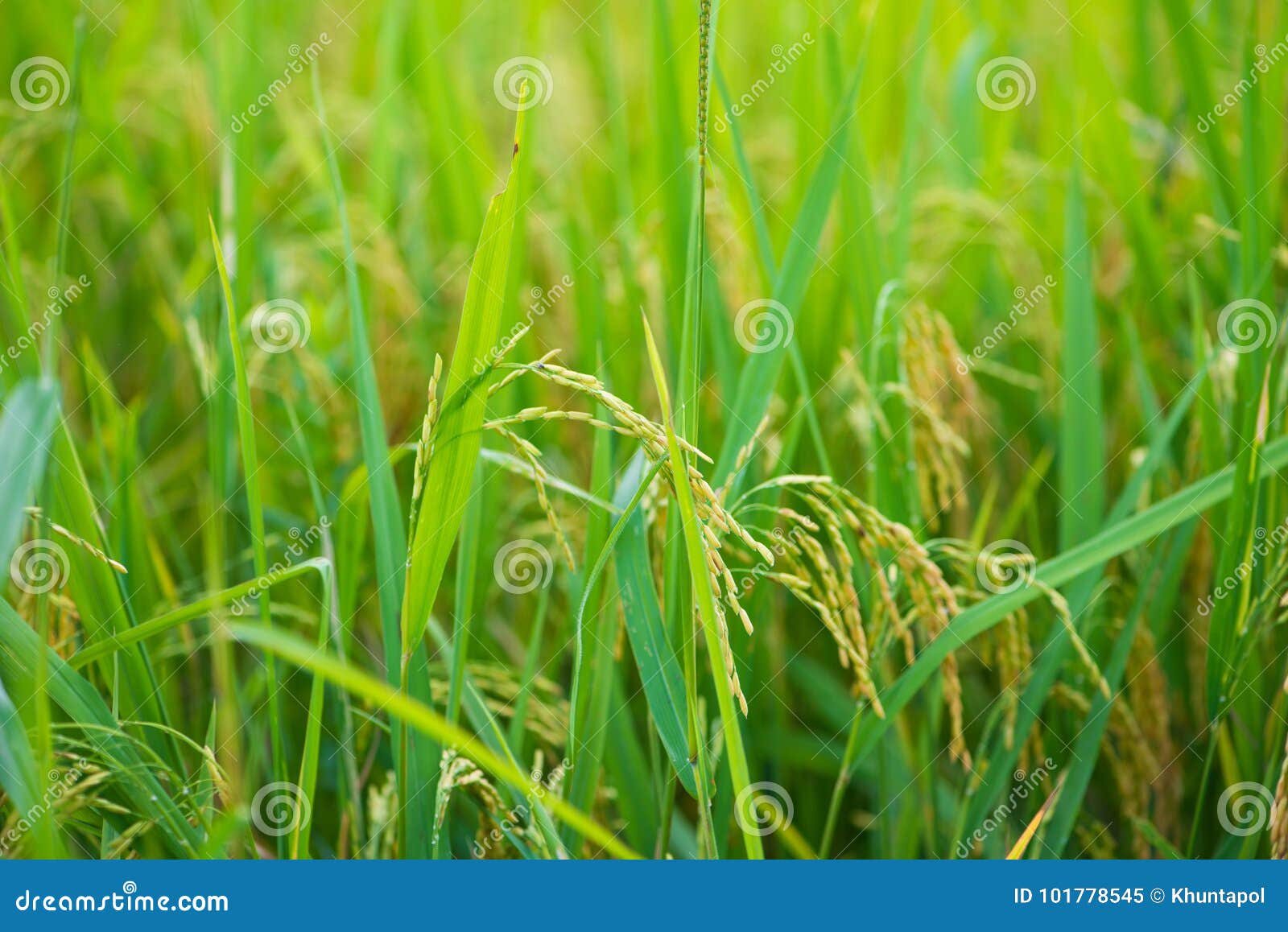 Rice in the paddy field stock image. Image of agriculture - 101778545