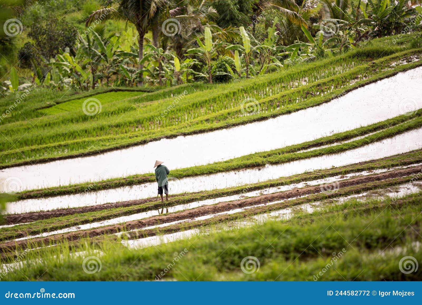 Rice paddy with farmer stock photo. Image of horizontal - 244582772