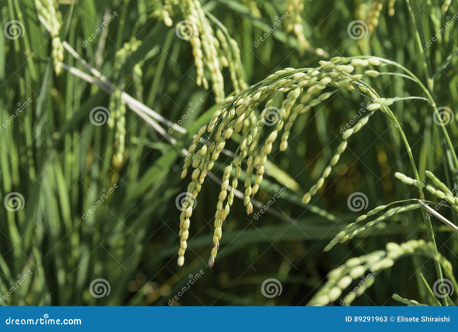 Rice paddy stock image. Image of scene, closeup, continent - 89291963