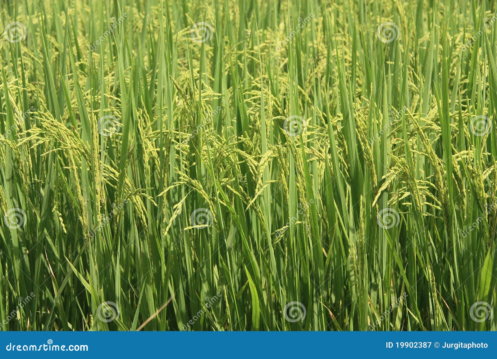 Rice paddy-field stock image. Image of cereal, crop, fresh - 19902387
