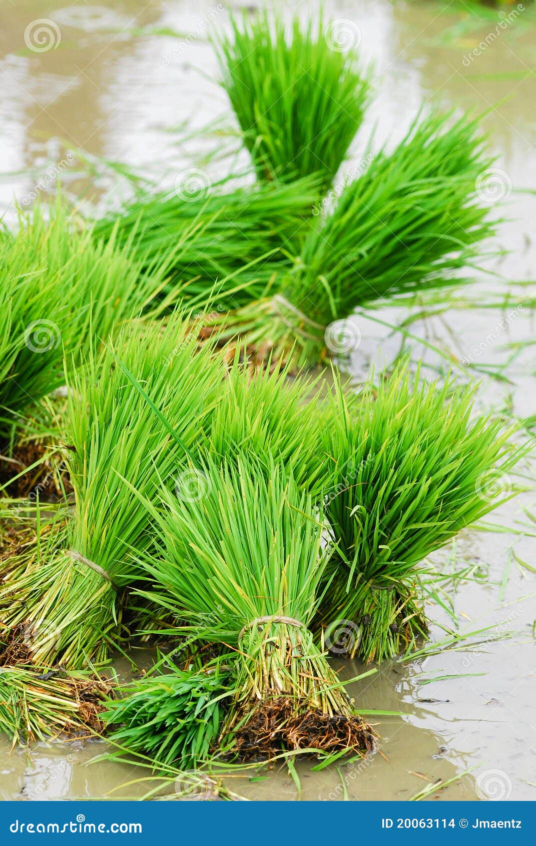 Paddy Field With Green Rice Paddy And Mountain Background Stock Photo ...