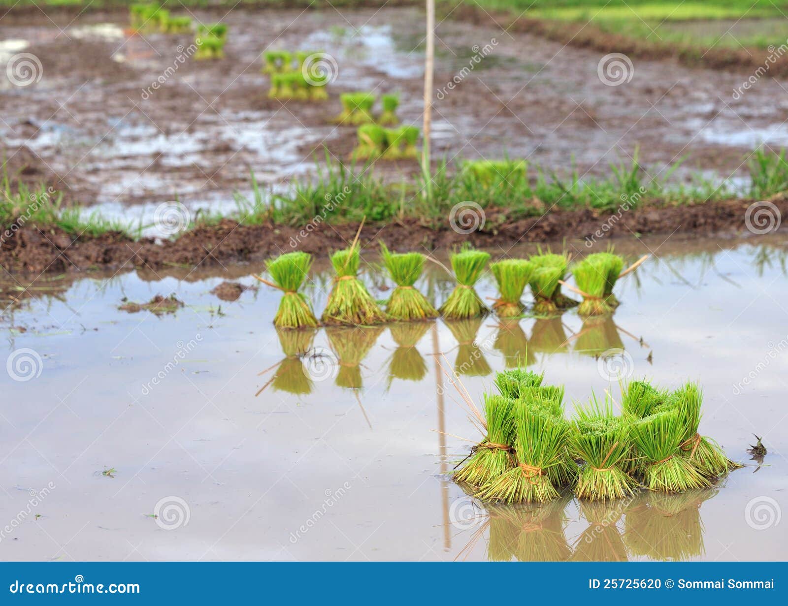 Rice in paddy field stock photo. Image of cultivate, healthy - 25725620