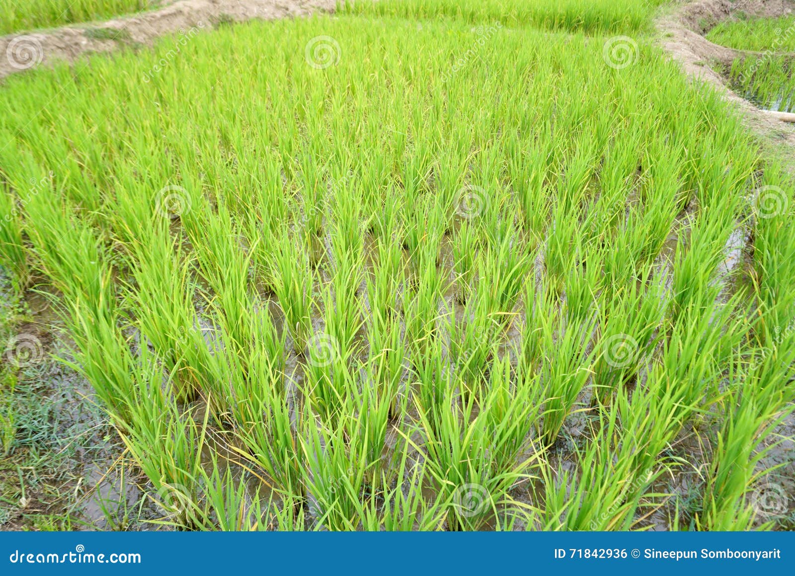 Rice paddy stock photo. Image of nature, typical, rice - 71842936