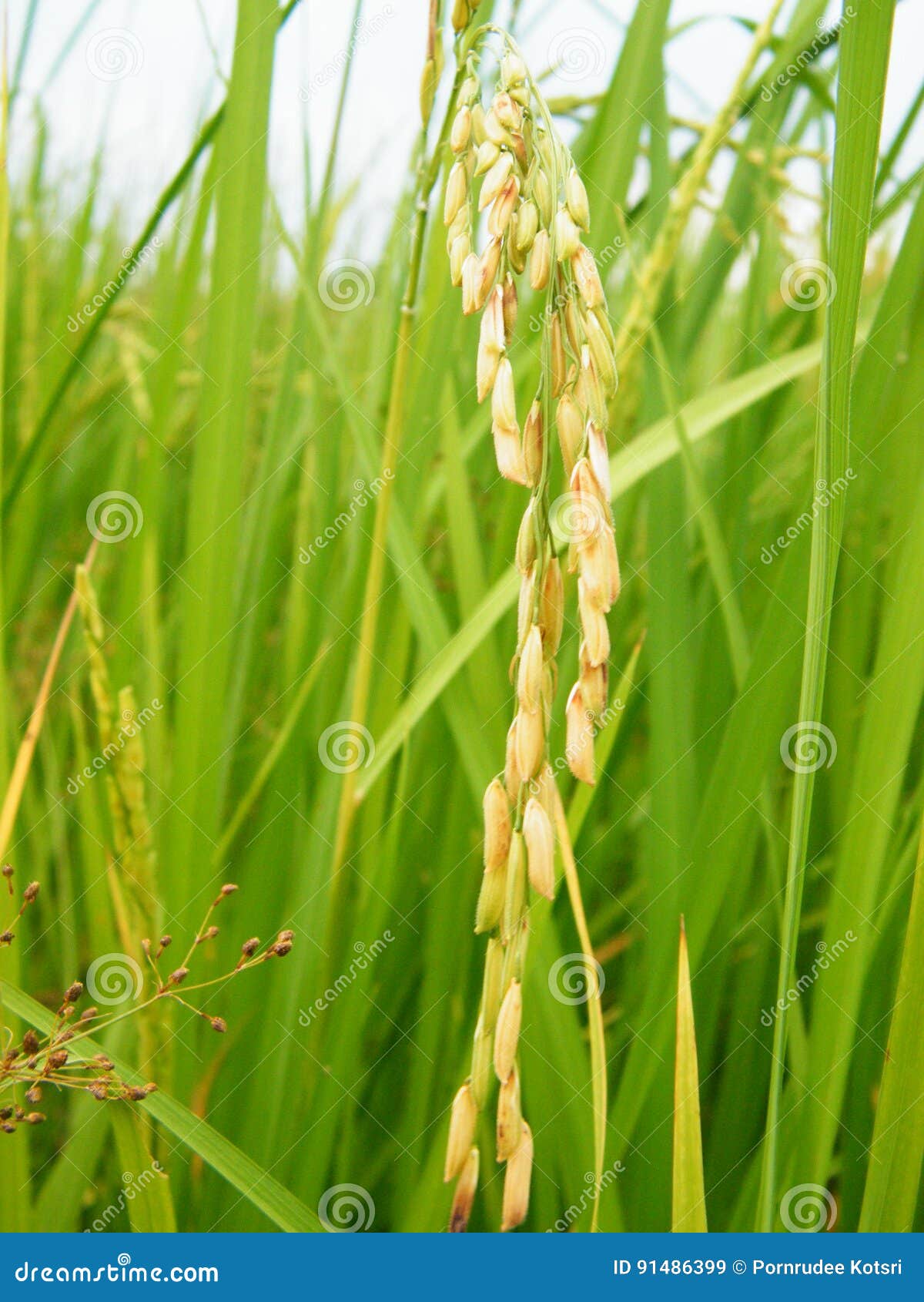 Rice paddy stock image. Image of field, nature, season - 91486399