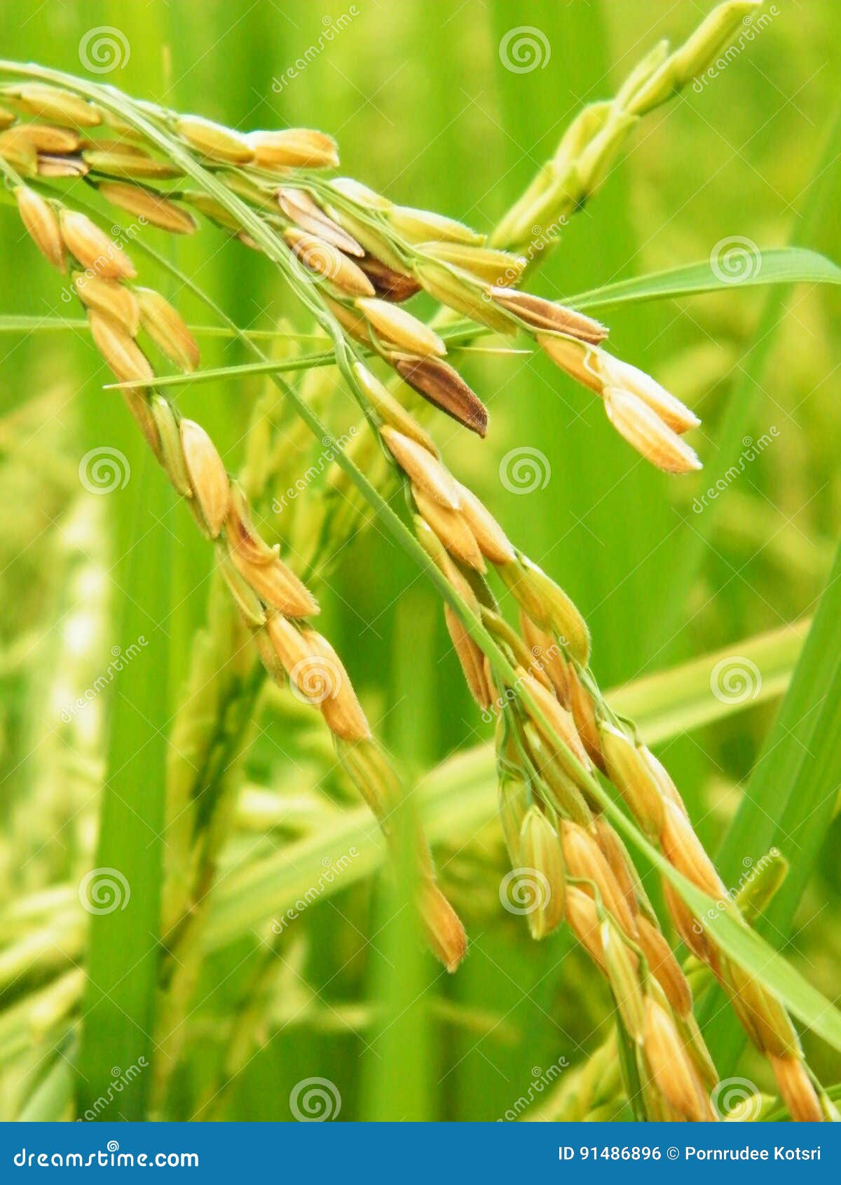 Rice paddy stock photo. Image of rice, crop, food, green - 91486896
