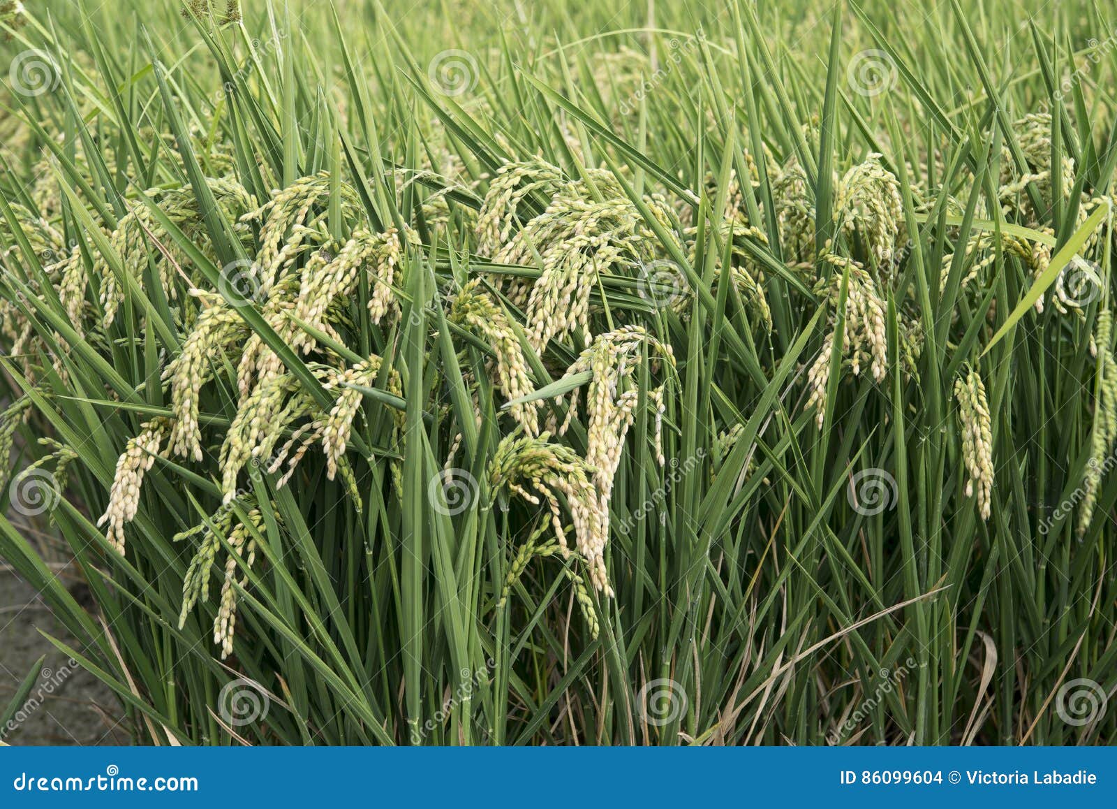 Rice paddy stock photo. Image of plantation, rice, planter - 86099604