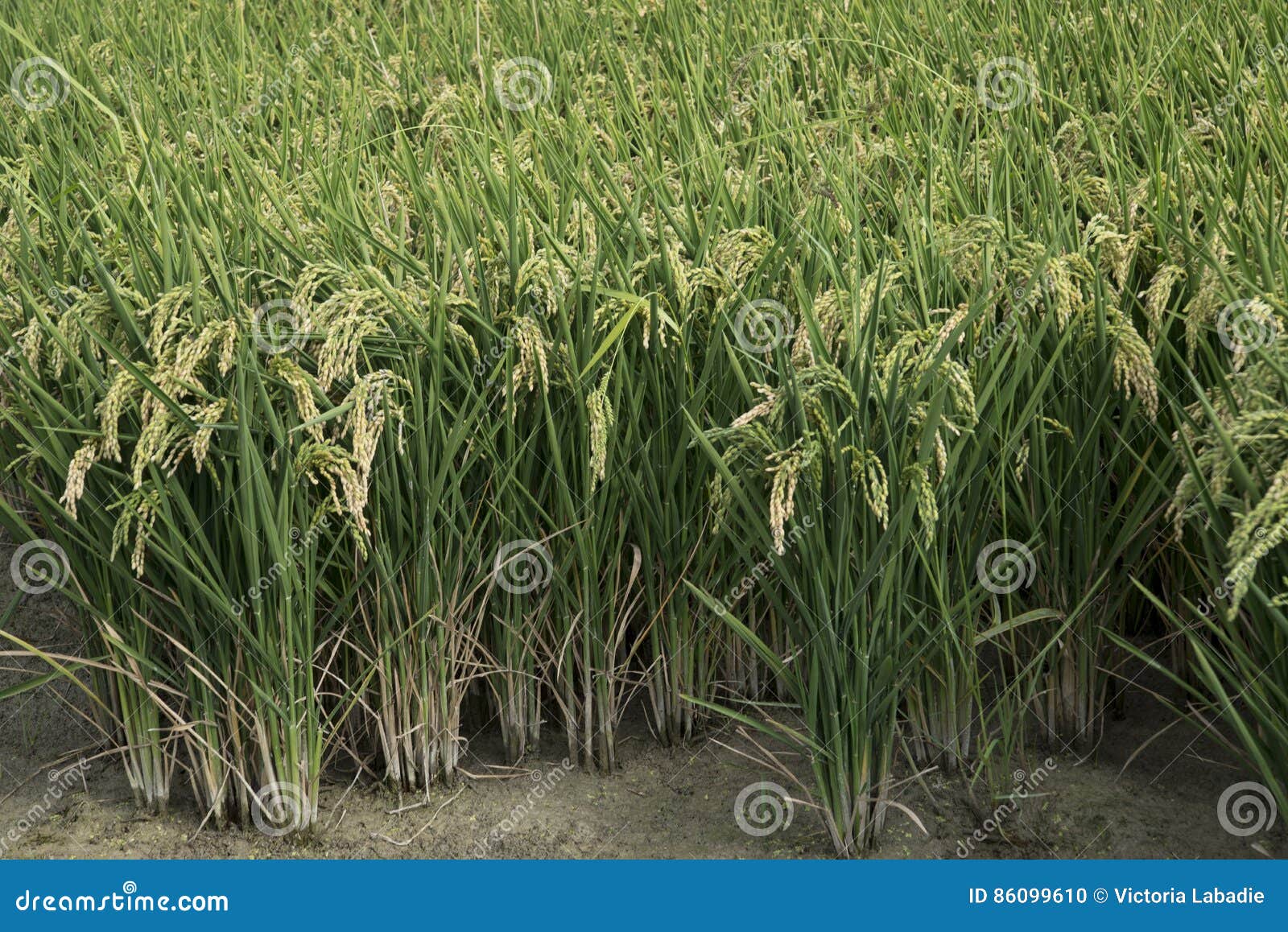 Rice paddy stock photo. Image of green, agriculture, ricefield - 86099610