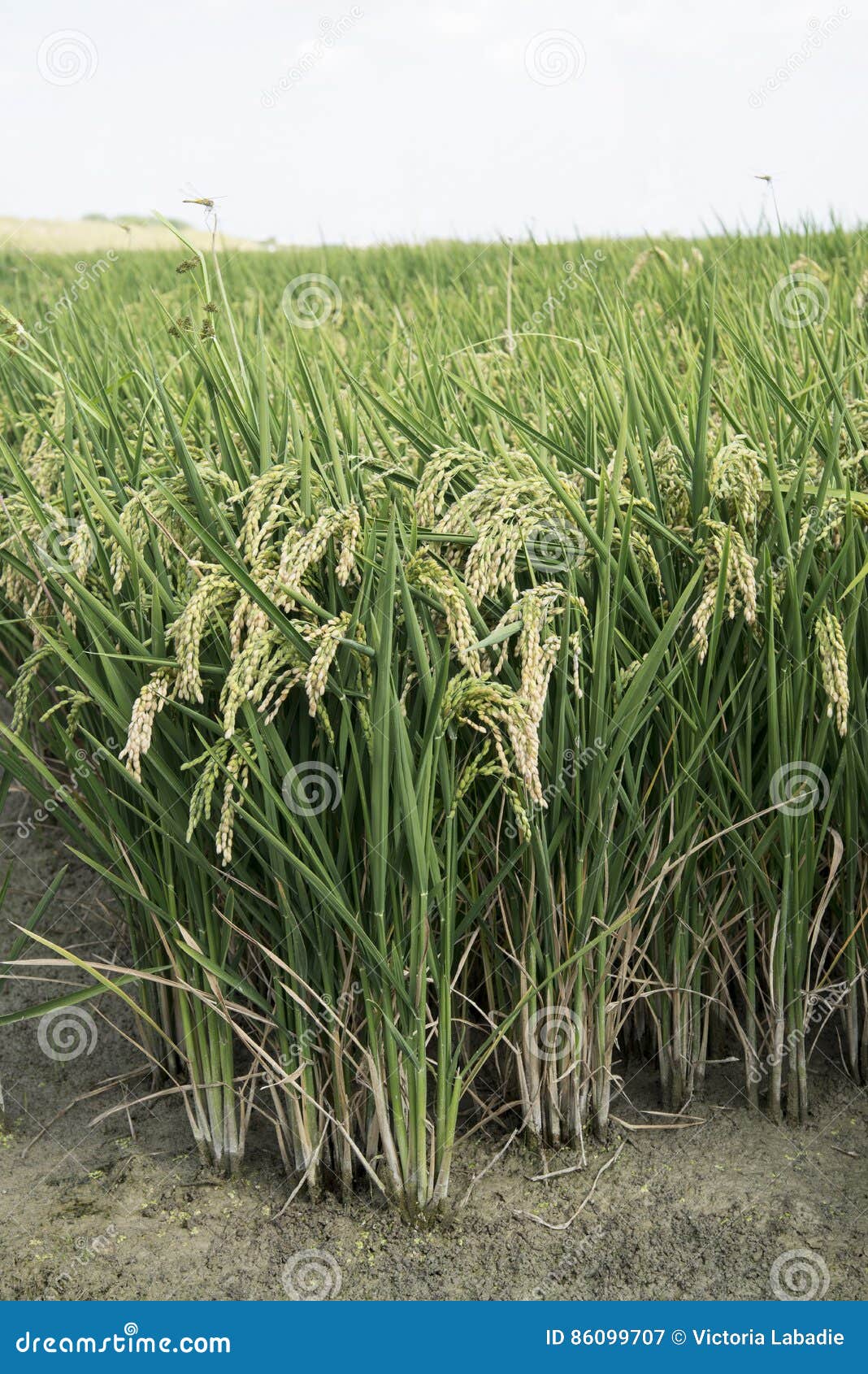 Rice paddy stock image. Image of rural, ecologic, agriculture - 86099707