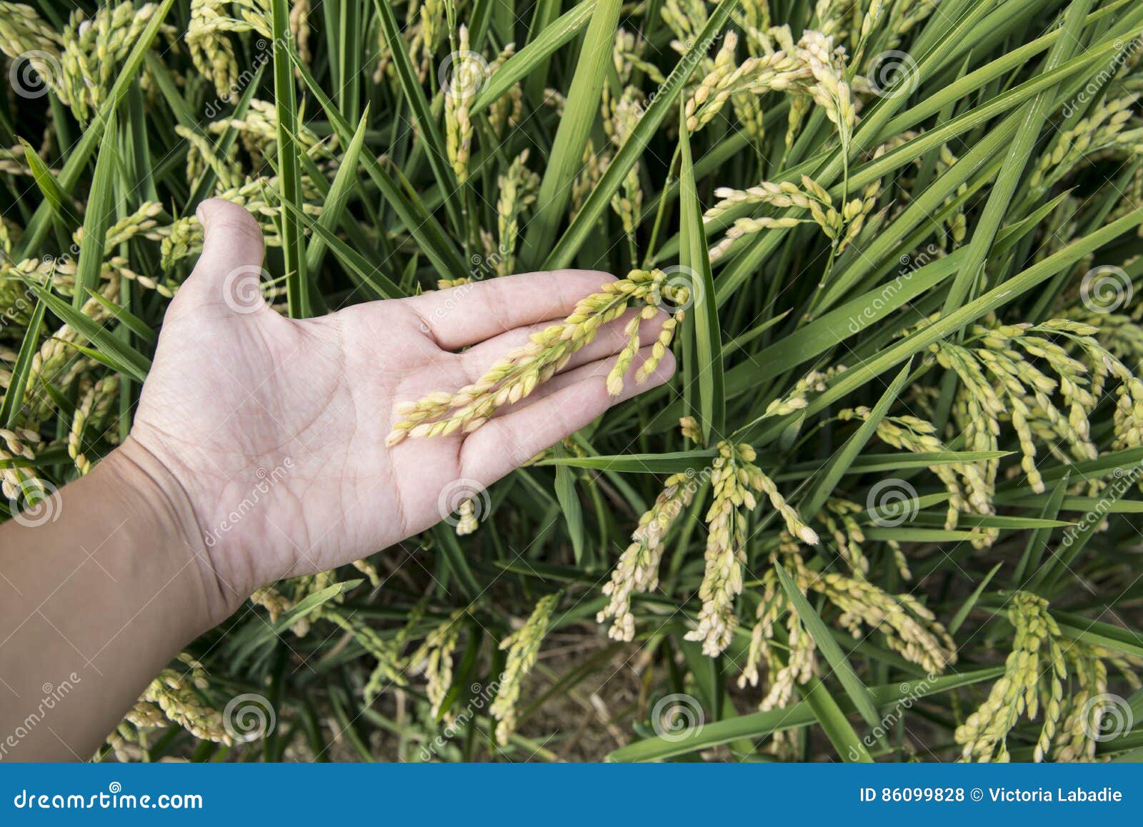 Rice paddy stock photo. Image of rustic, peasant, ricefield - 86099828