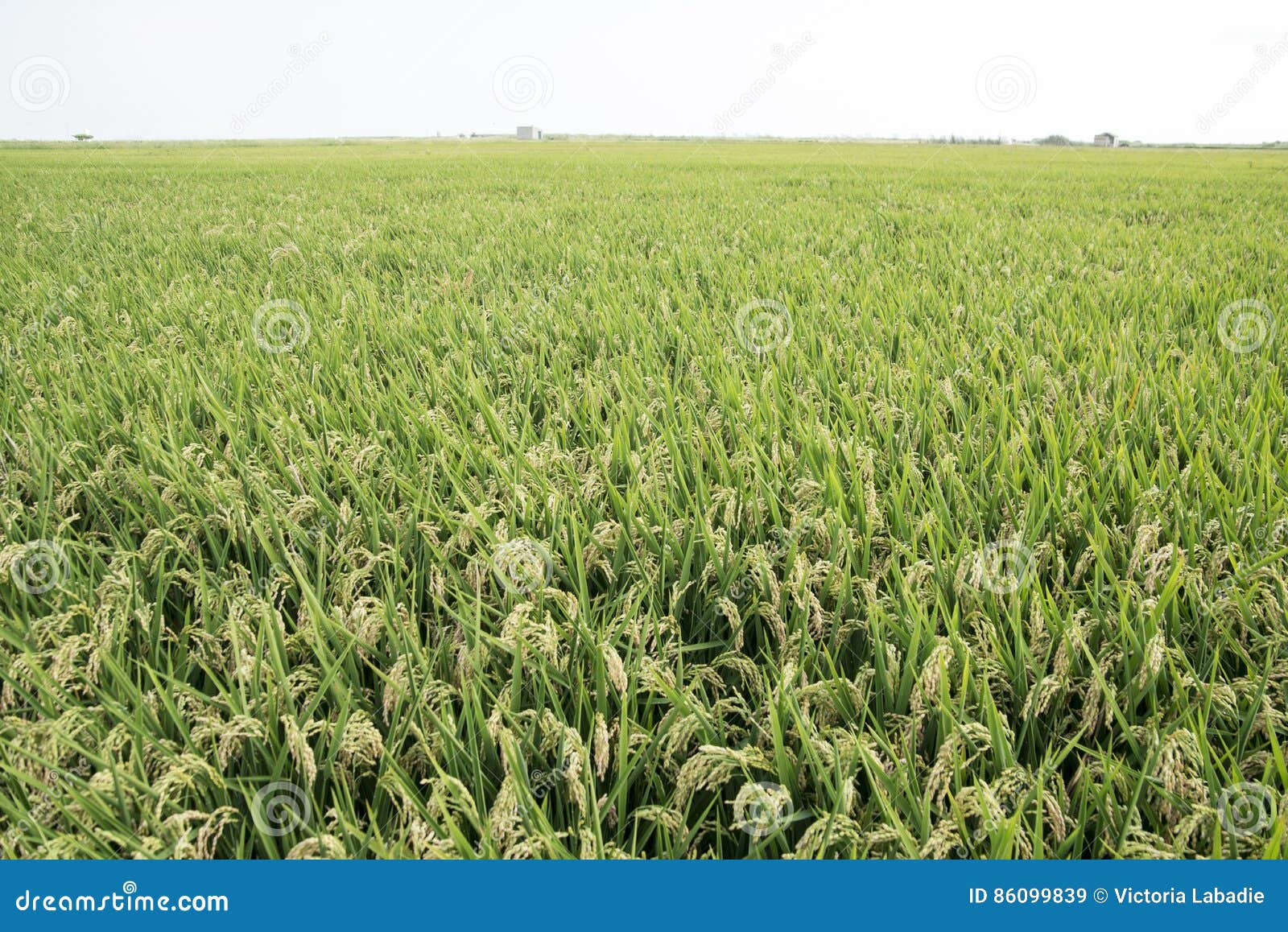 Rice paddy stock image. Image of paddy, ecologic, rustic - 86099839