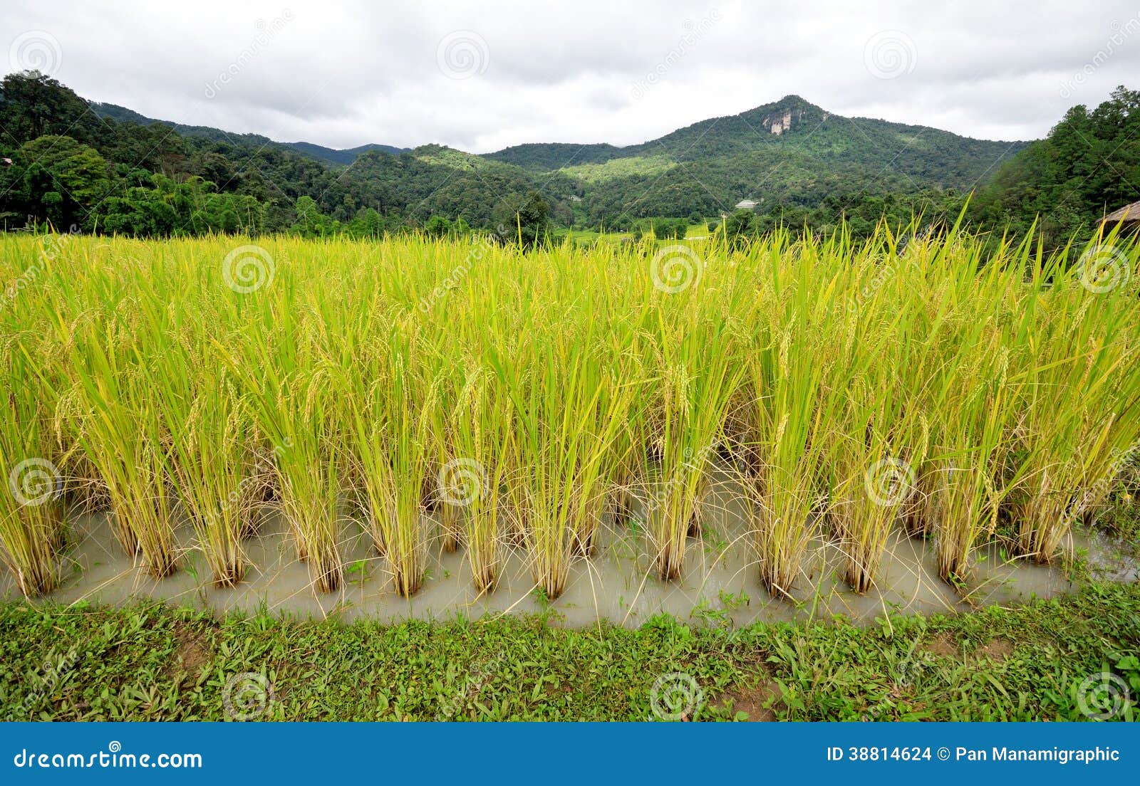 Rice paddy field stock photo. Image of india, farm, landmark - 38814624