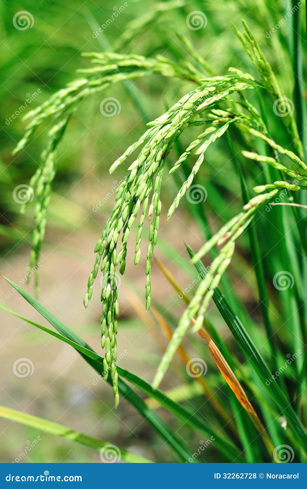 Rice Paddy in a Field stock photo. Image of leaf, plant - 32262728