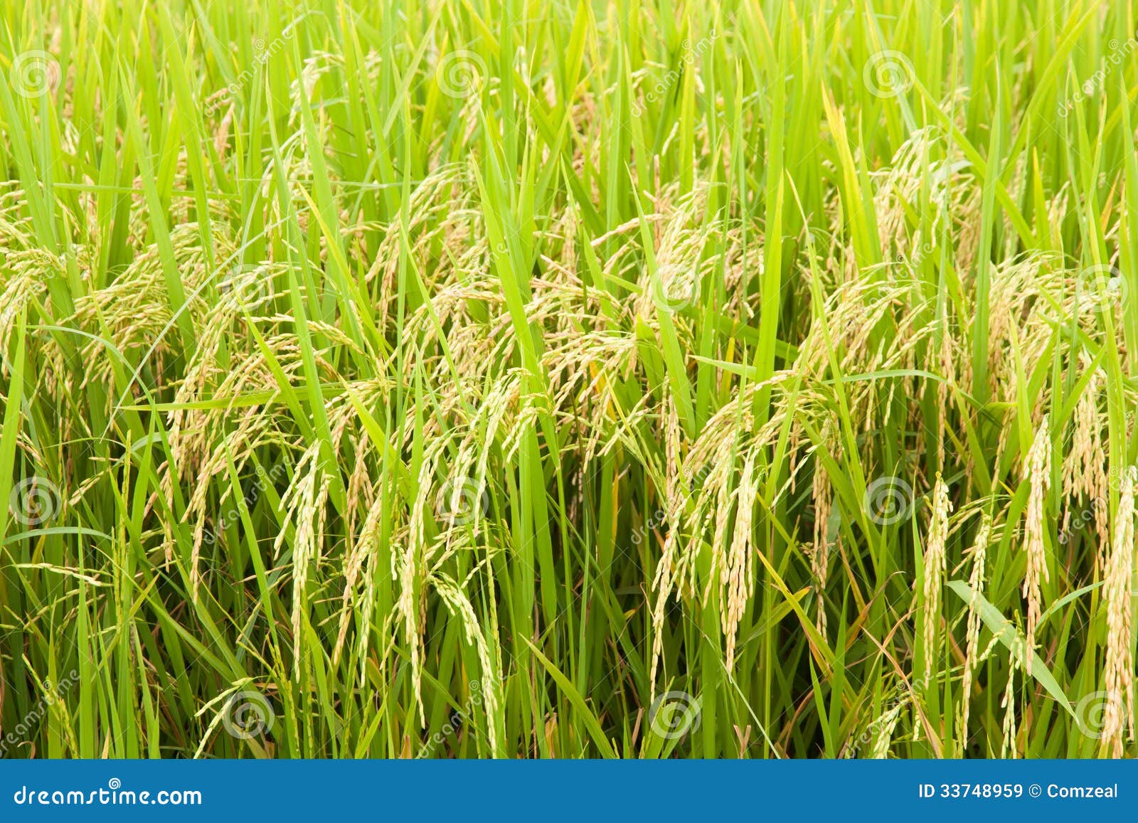Rice paddy field stock image. Image of ripe, farmland - 33748959