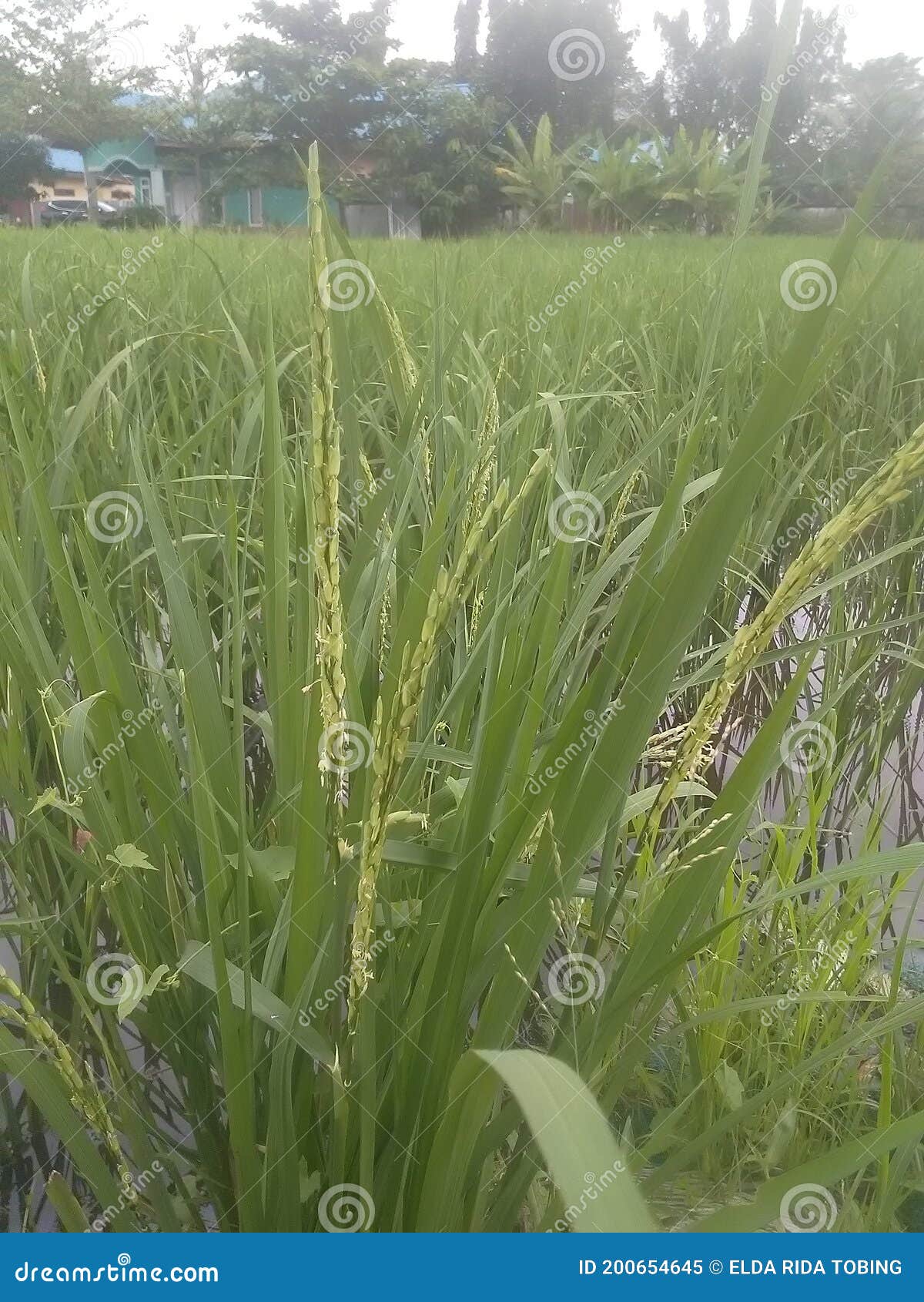 Rice paddy field farm stock image. Image of vegetable - 200654645