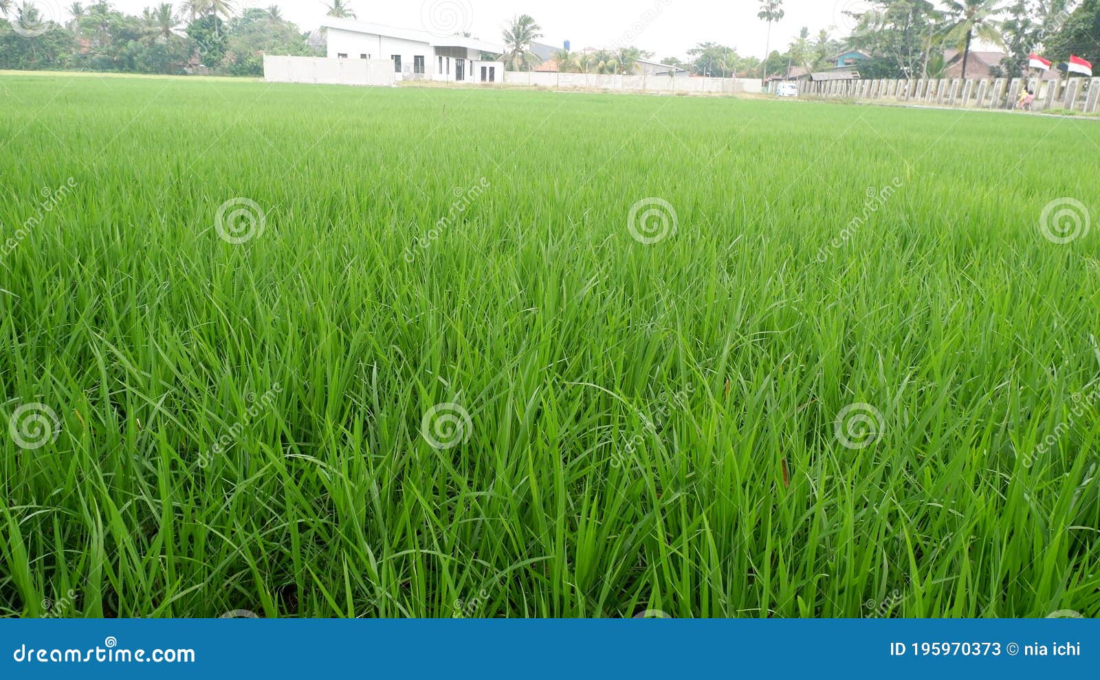 Rice Paddy Field with Fresh Green Leaves Stock Image - Image of plant ...