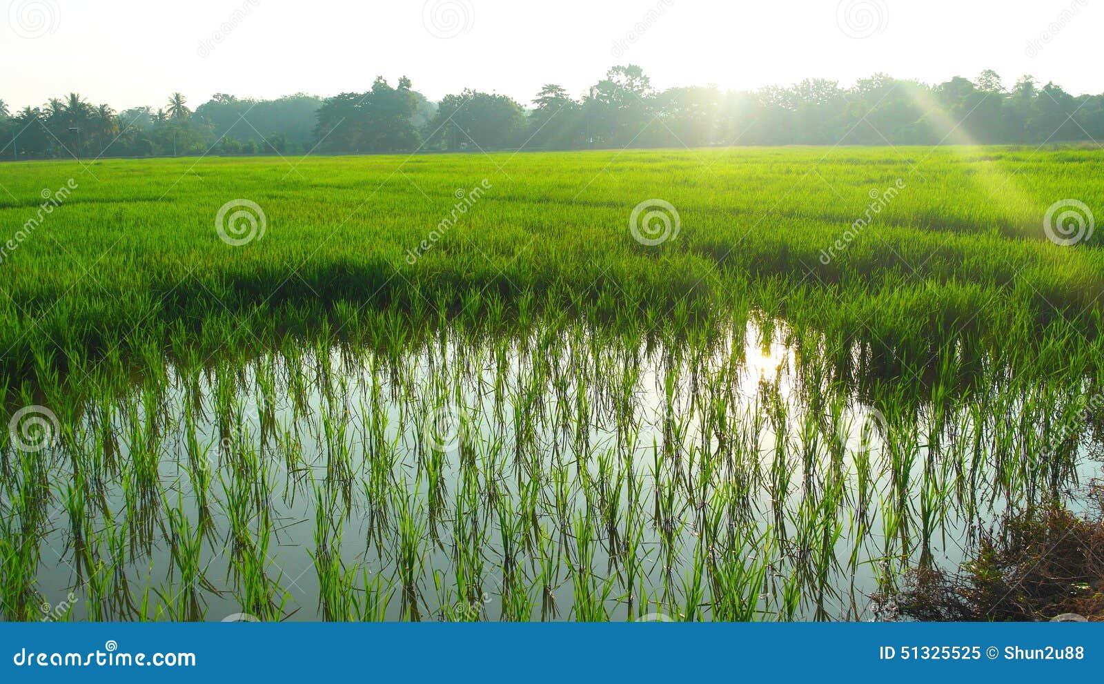 Rice Paddy Field stock image. Image of paddy, grass, green - 51325525