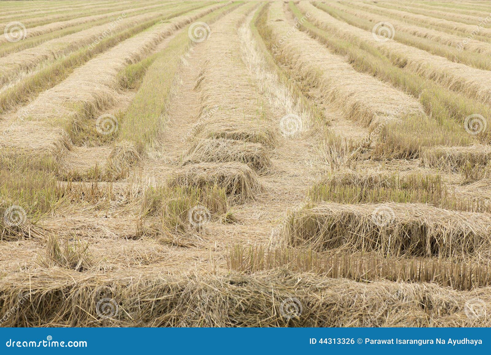 Rice Paddy Field after Harvest. Stock Photo - Image of rice, fields ...
