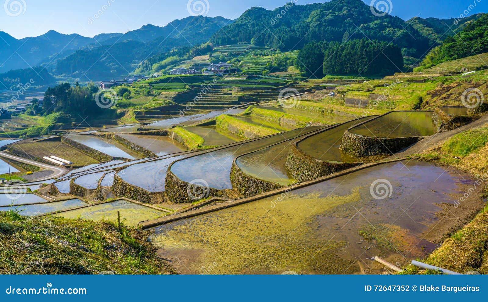 Rice paddy field in Japan stock photo. Image of asian - 72647352