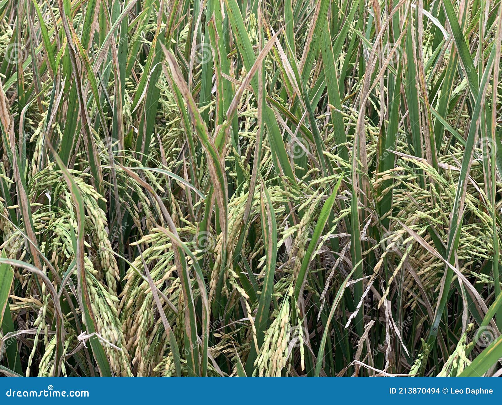 Rice or Paddy Field in Java, Indonesia Stock Photo - Image of paddy ...