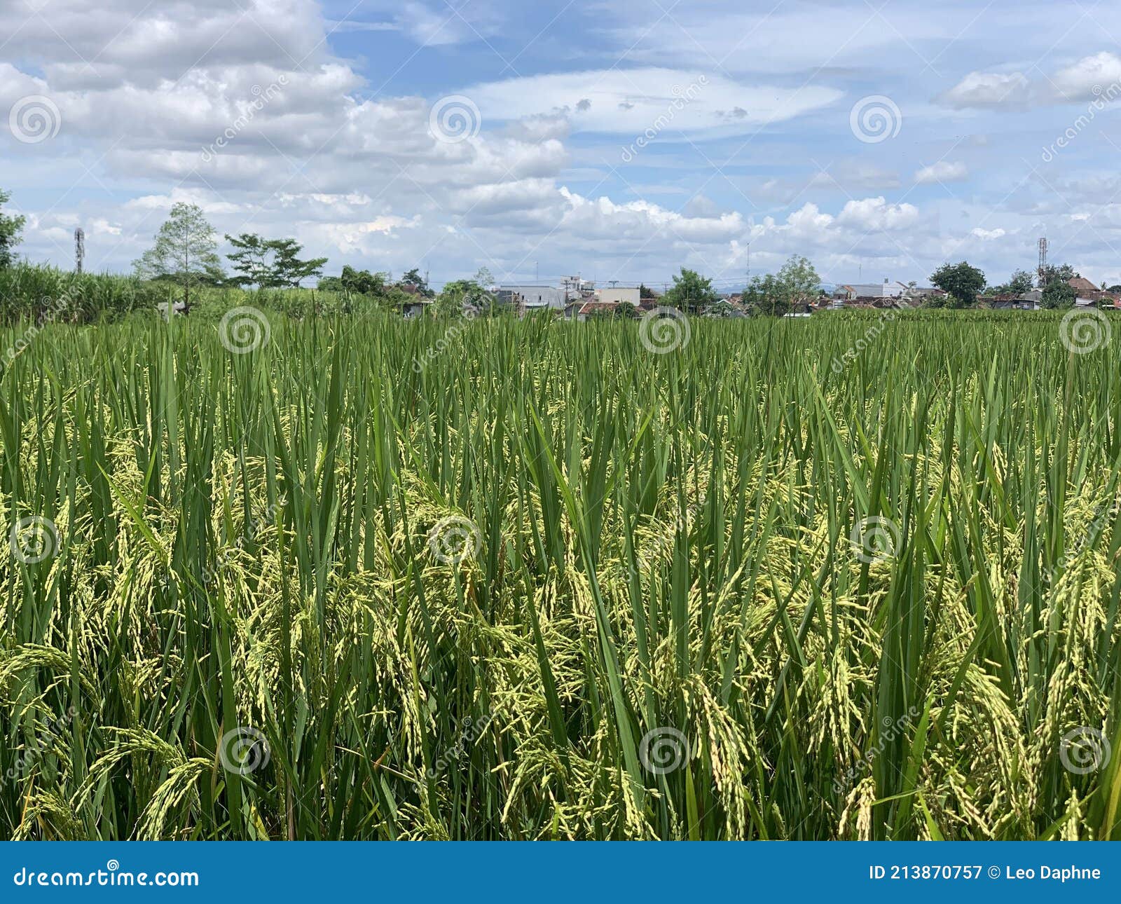Rice or Paddy Field in Java, Indonesia Stock Image - Image of plant ...