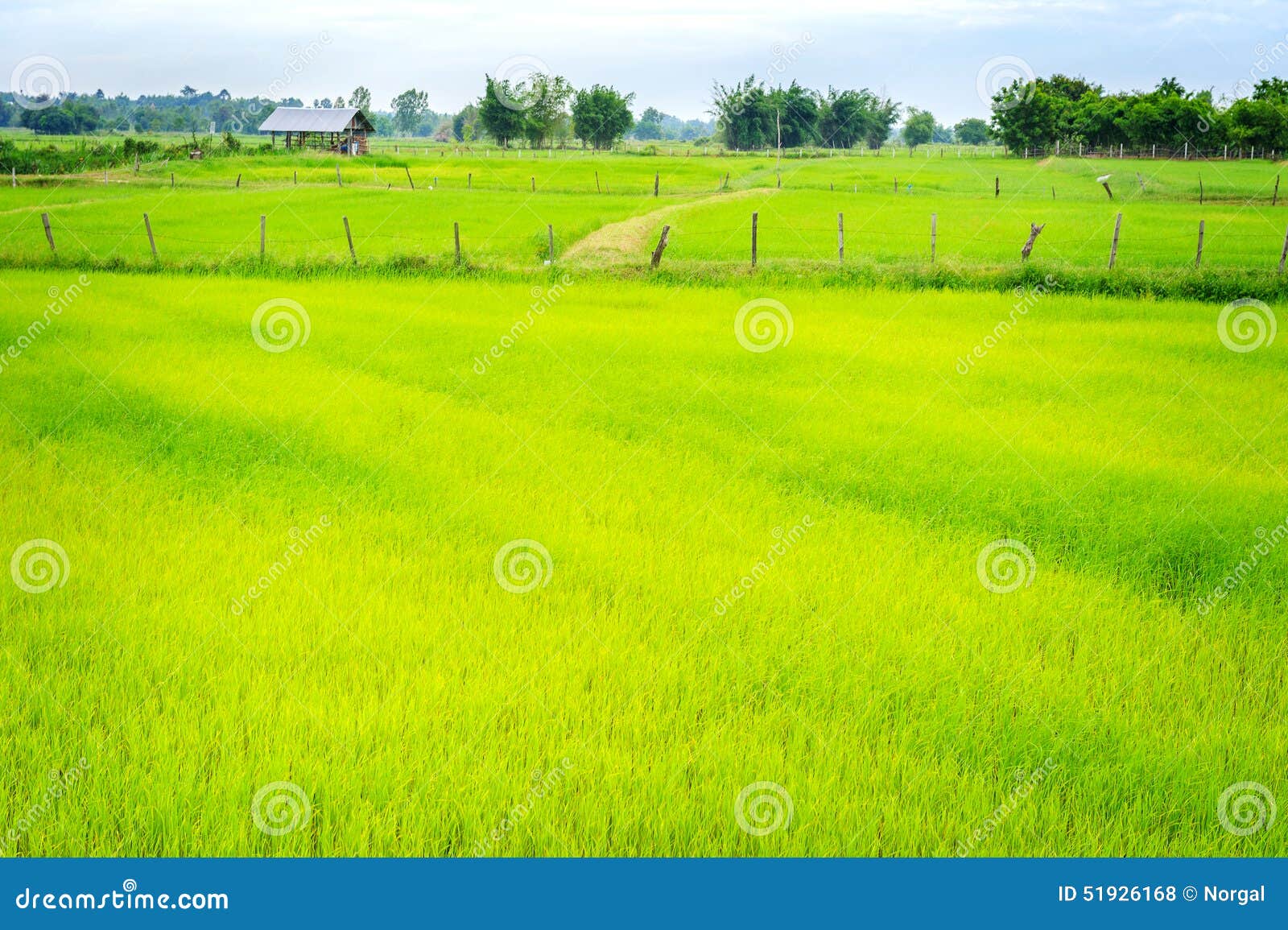 Rice paddy field stock photo. Image of meadow, fresh - 51926168