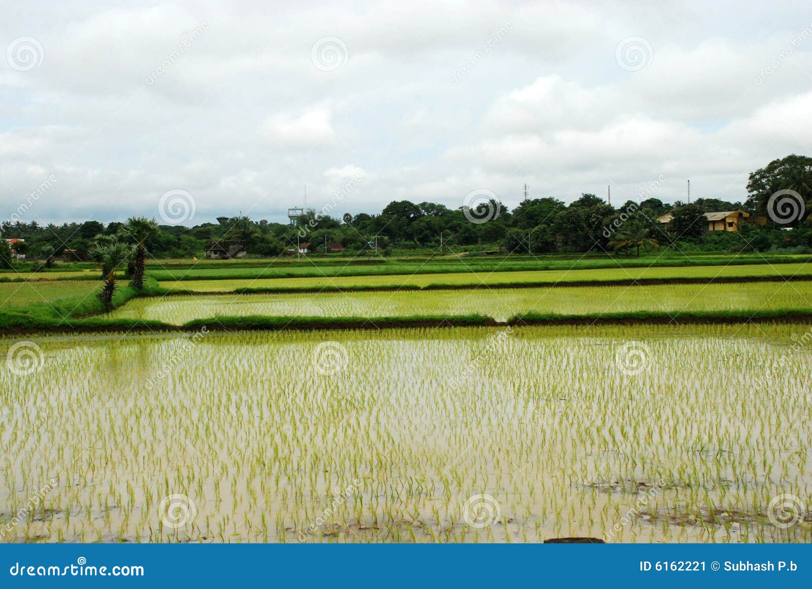 Rice Paddy Field - Landscape Stock Image - Image of cultivation, plant ...