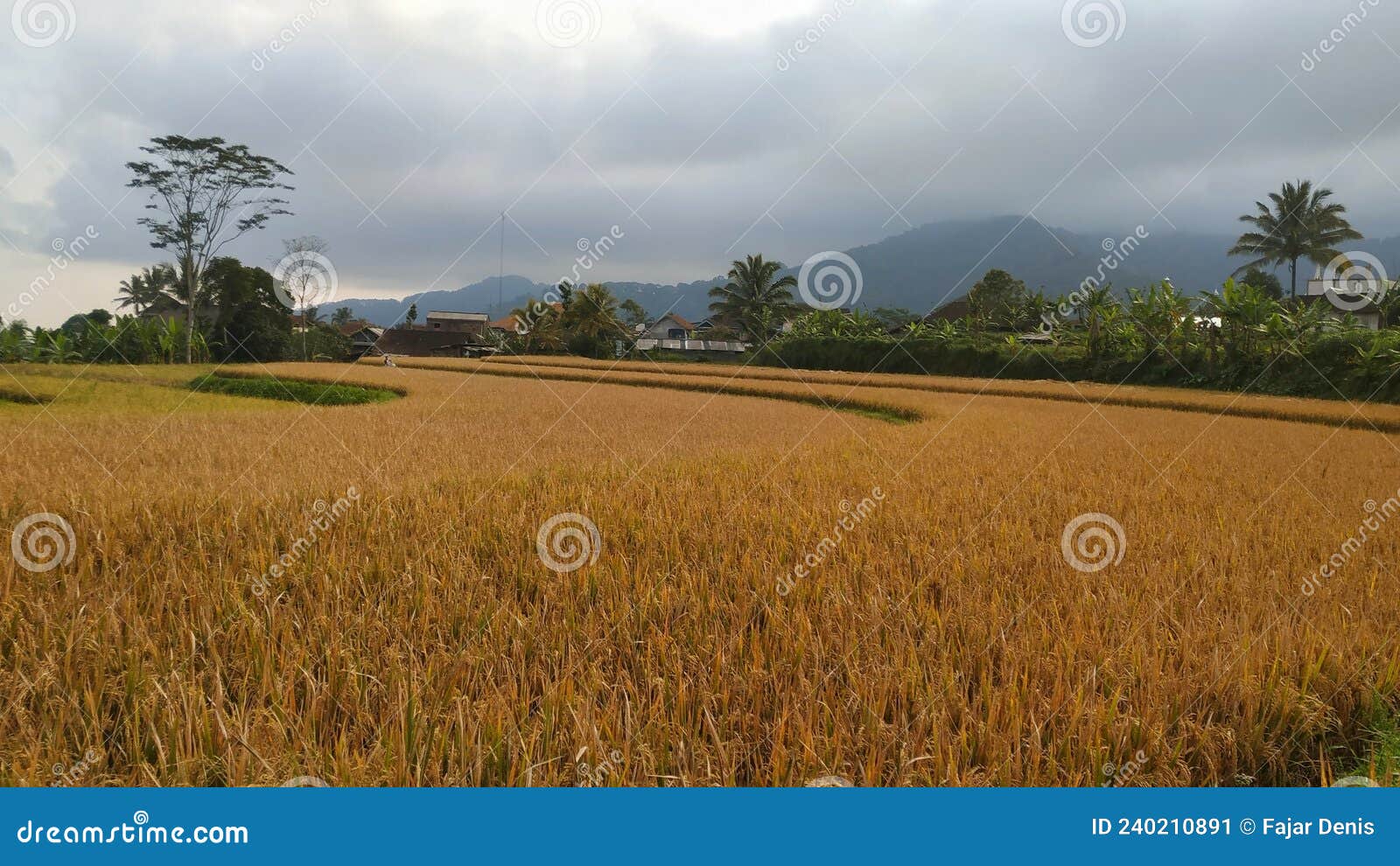 Rice in Paddy Field with Mountain View Stock Image - Image of landscape ...