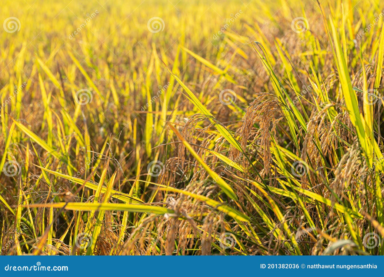 Rice in the Paddy Field that is Ready for Harvest in the Evening Stock ...