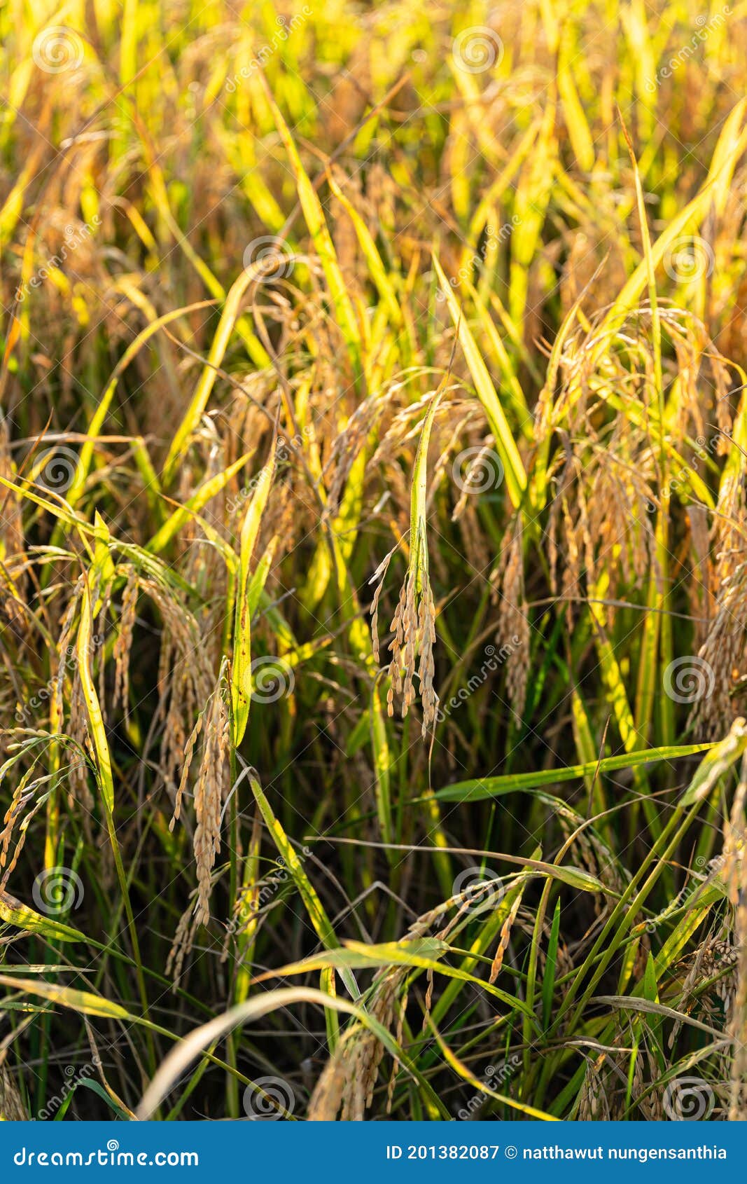 Rice in the Paddy Field that is Ready for Harvest in the Evening Stock ...