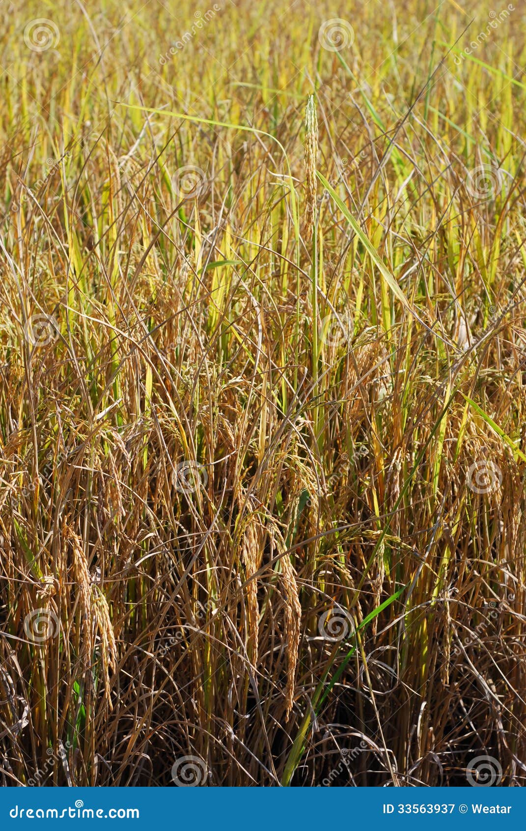 Rice paddy field stock image. Image of green, outside - 33563937