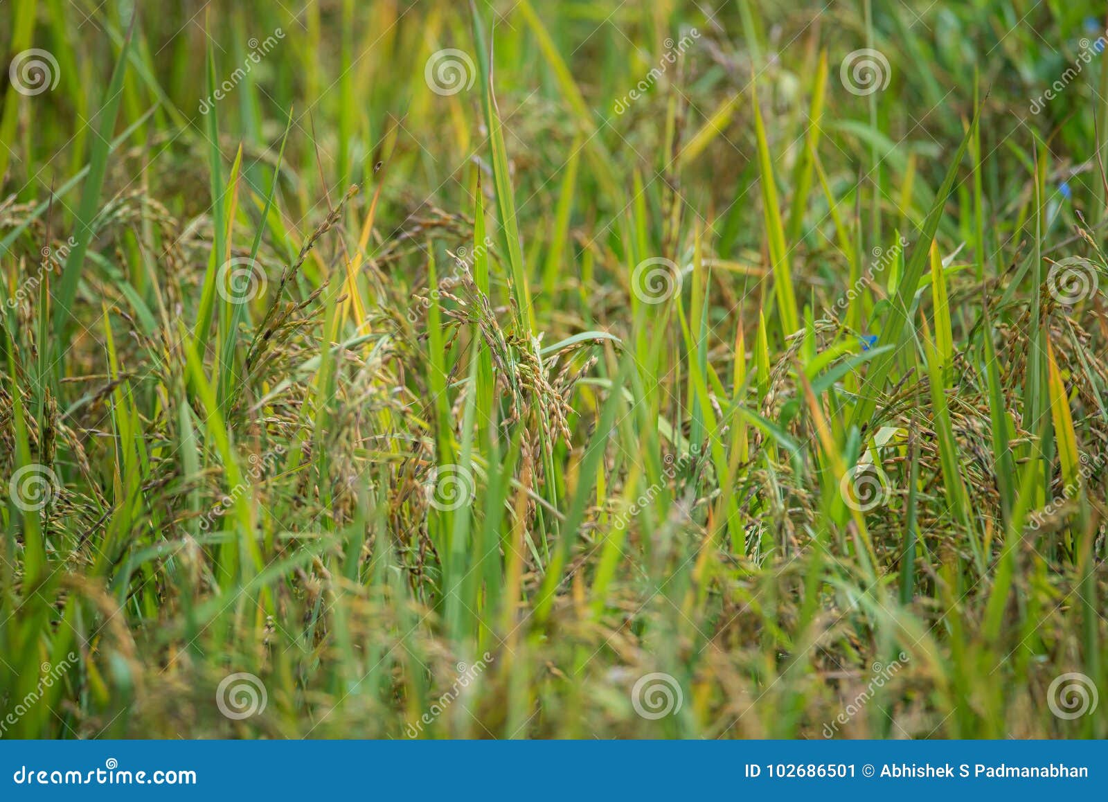 Rice Paddy Field stock image. Image of nature, orange - 102686501