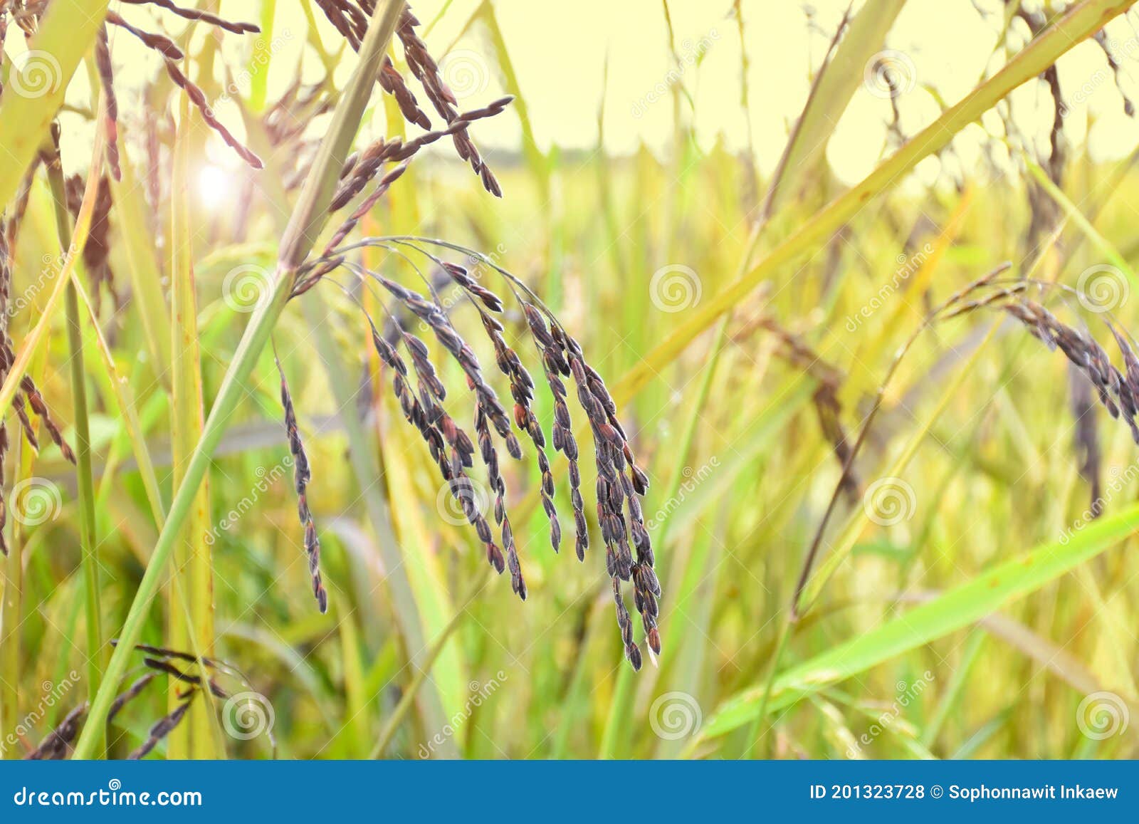 Rice paddy field stock photo. Image of leaf, country - 201323728