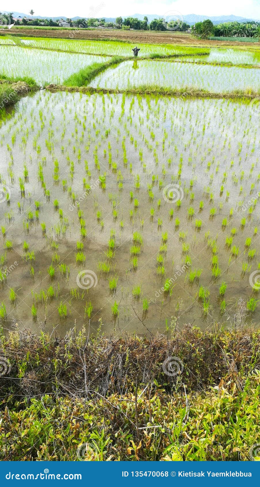 Rice Paddy field stock photo. Image of crop, rice, paddy - 135470068