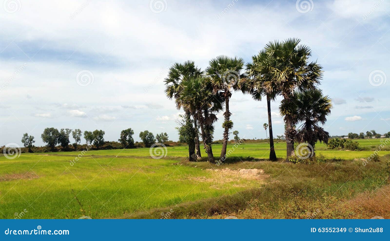 Rice Paddy Field, Siem Reap Stock Image - Image of animal, landscapes ...