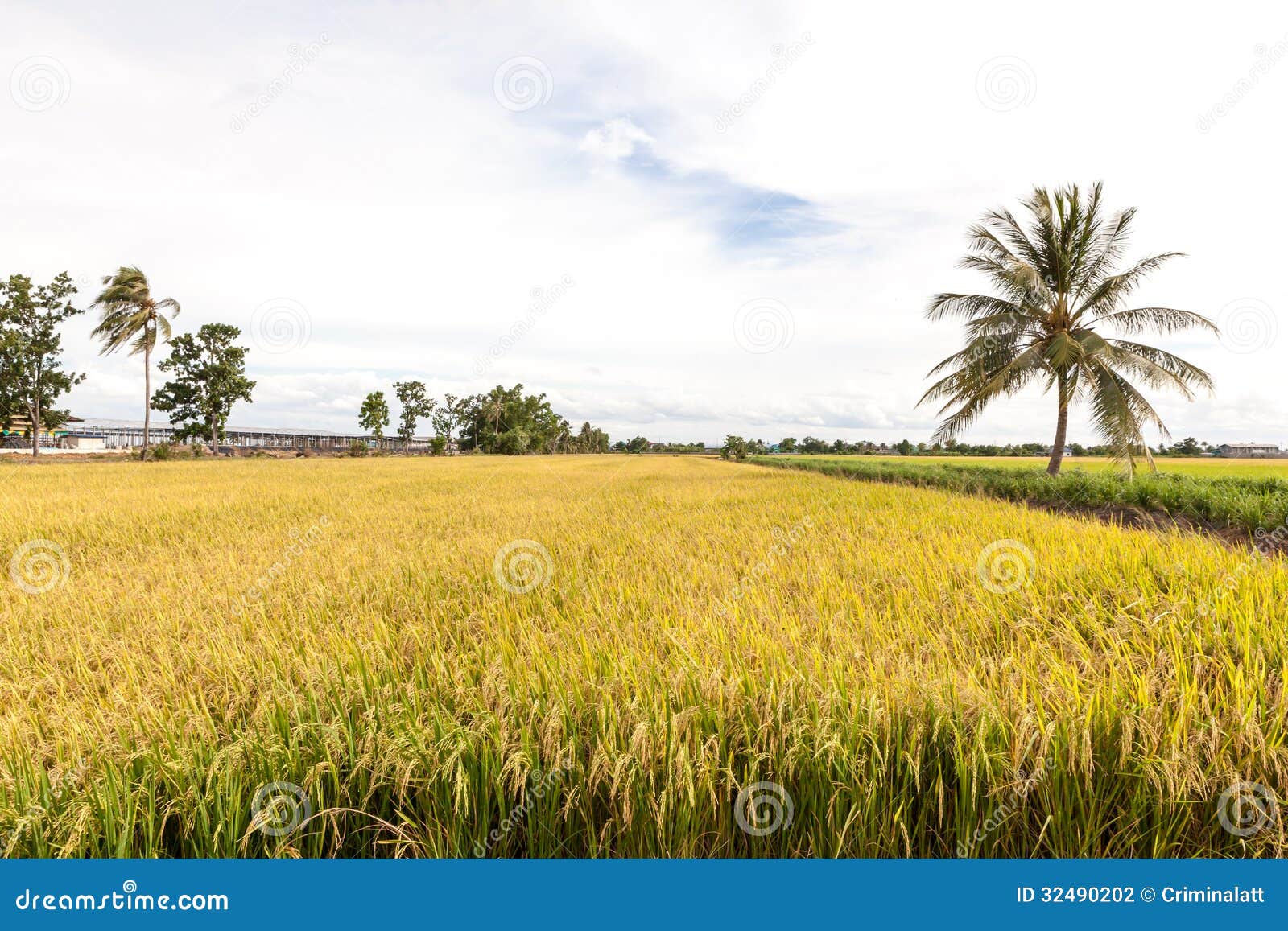 Rice paddy field with sky stock photo. Image of thailand - 32490202