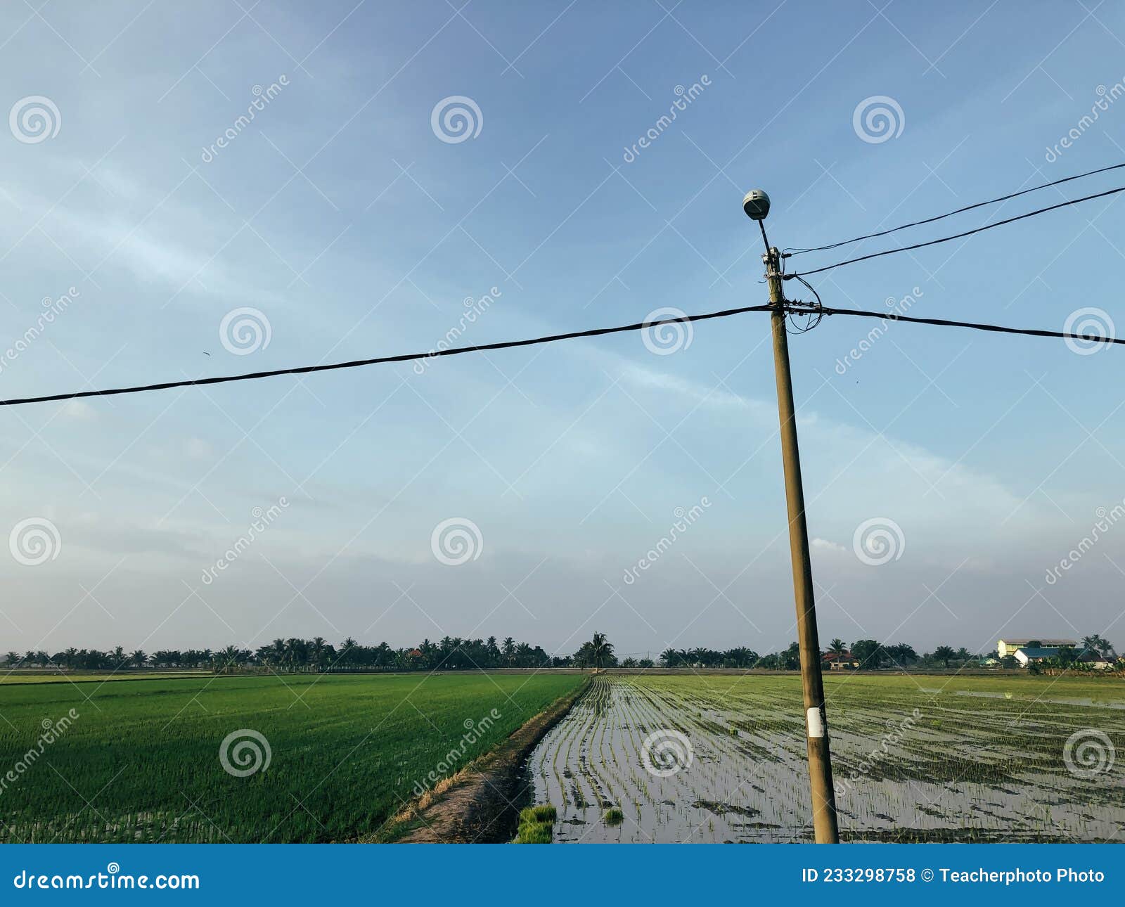 Rice Paddy Field at Sunset Time with Sun Rays Stock Photo - Image of ...