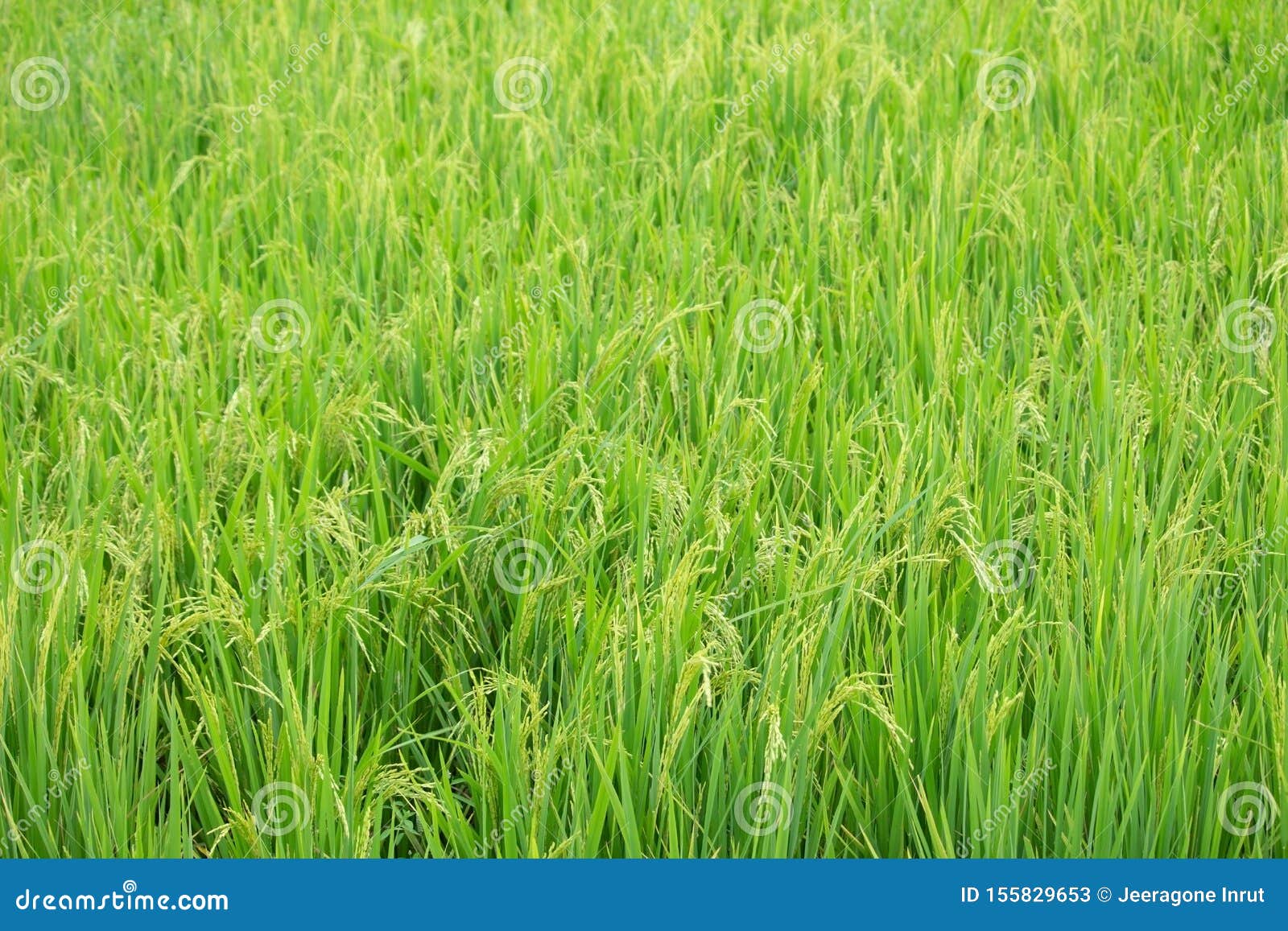Rice Paddy Field in Thailand Stock Image - Image of growth, countryside ...