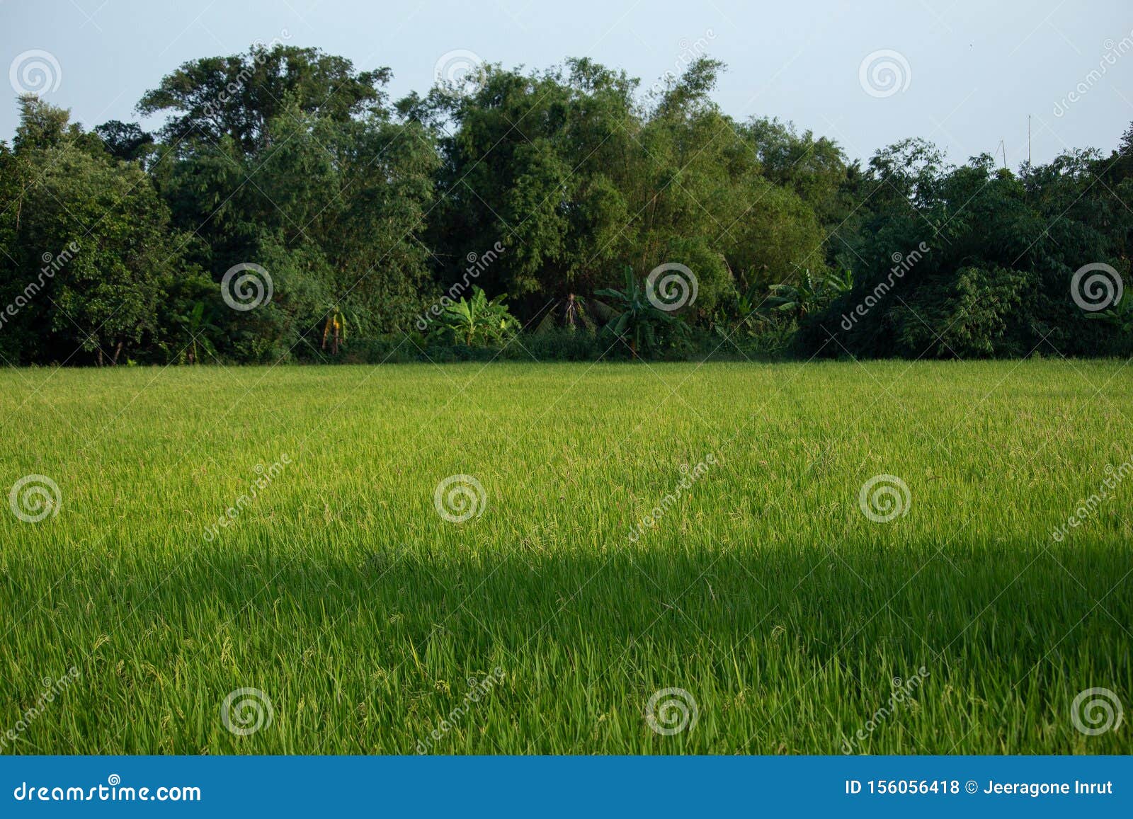 Rice Paddy Field in Thailand Stock Photo - Image of sunlight, paddy ...