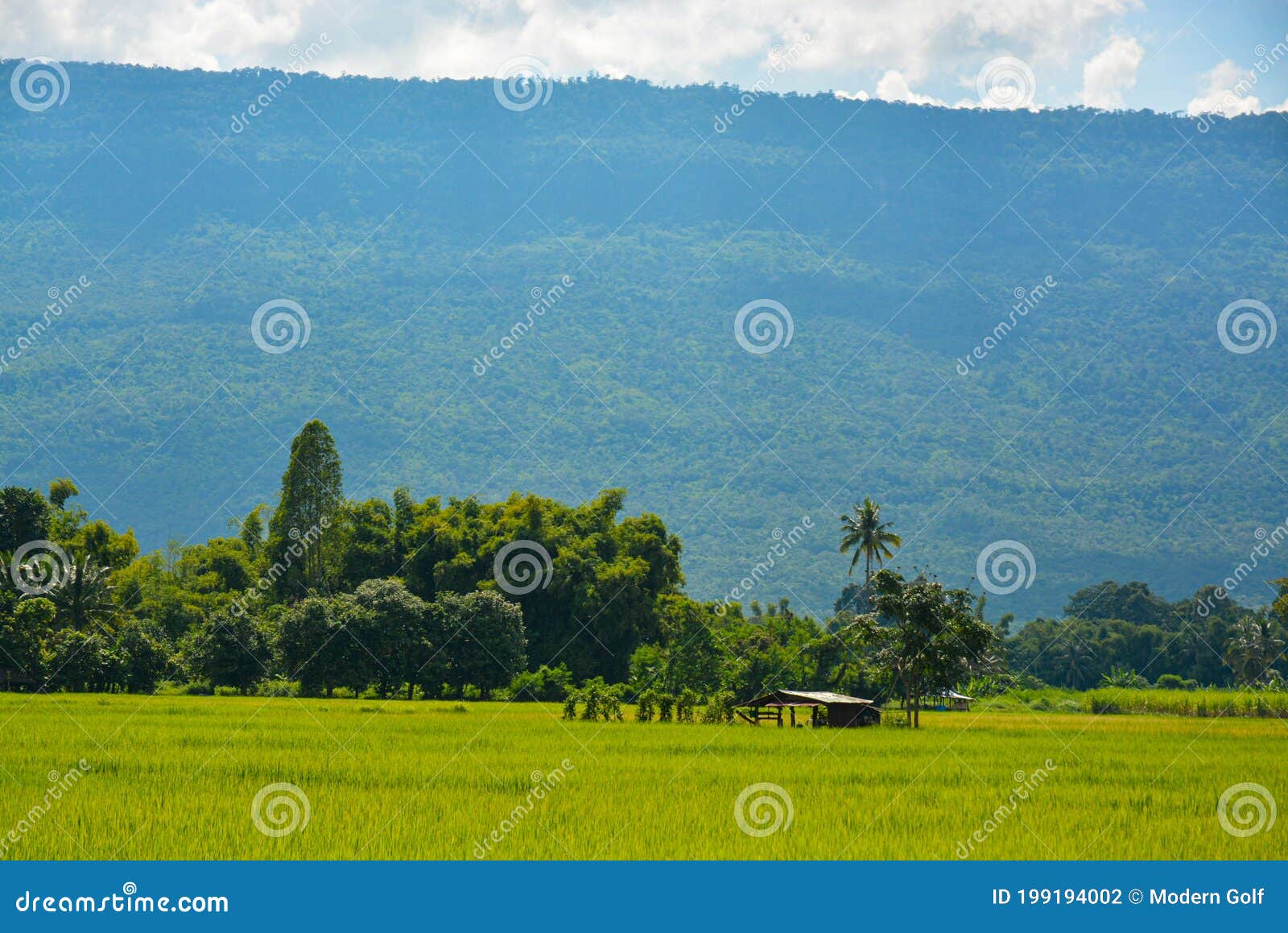 The Rice Paddy Field in Thailand . Stock Photo - Image of paddy ...