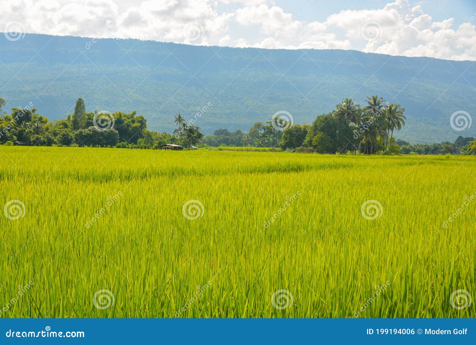 The Rice Paddy Field in Thailand . Stock Photo - Image of food, asian ...