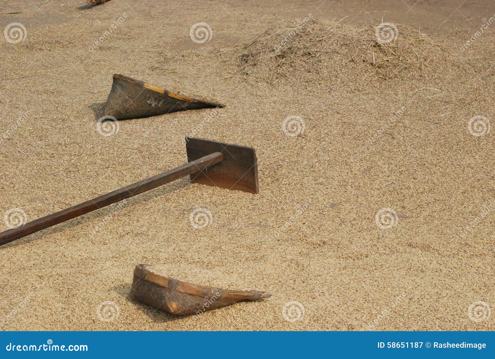 Rice stock image. Image of agricultre, traditional, paddy - 58651187