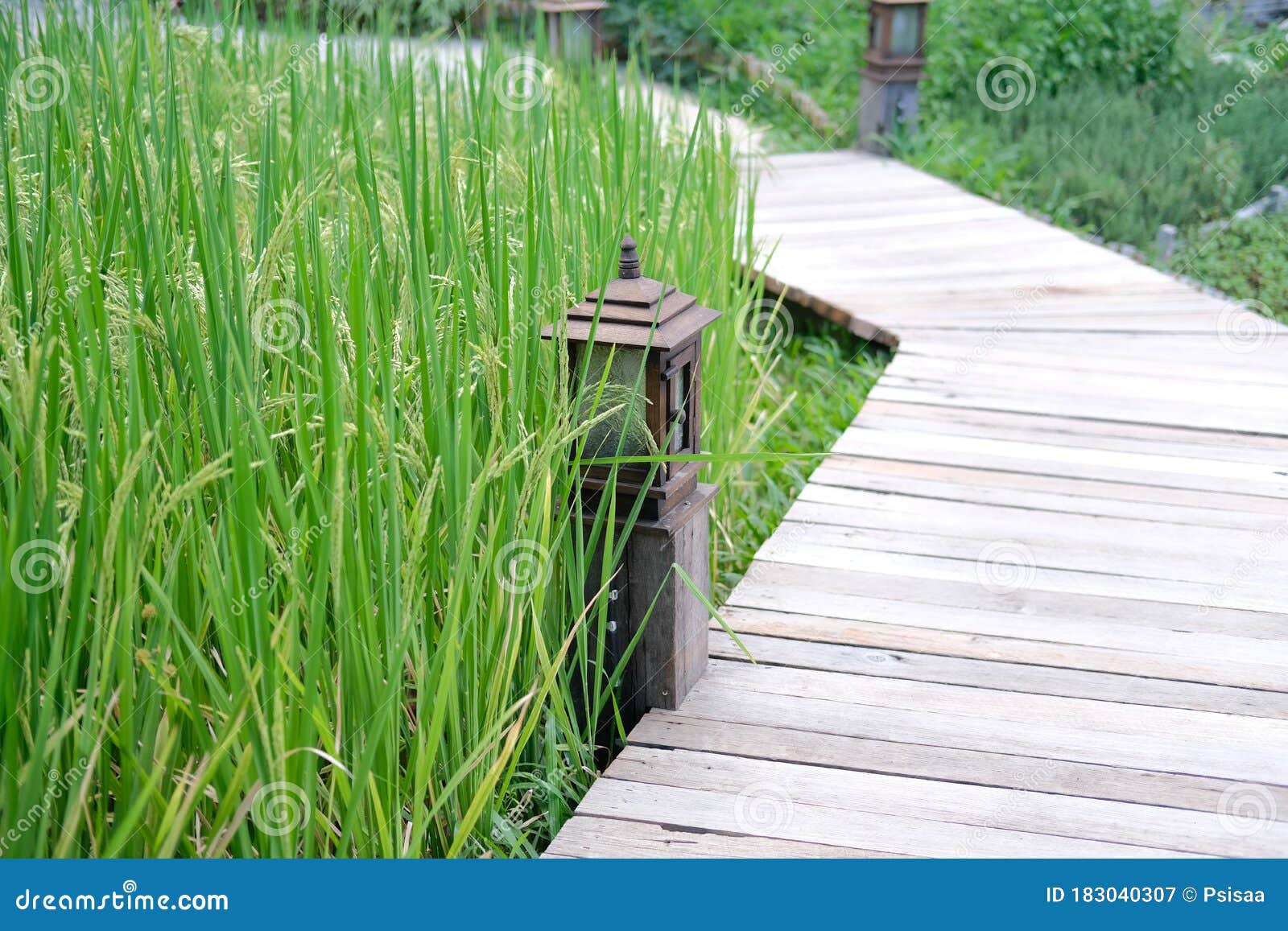 Rice Paddy Field beside Walkway Pathway Stock Image - Image of green ...