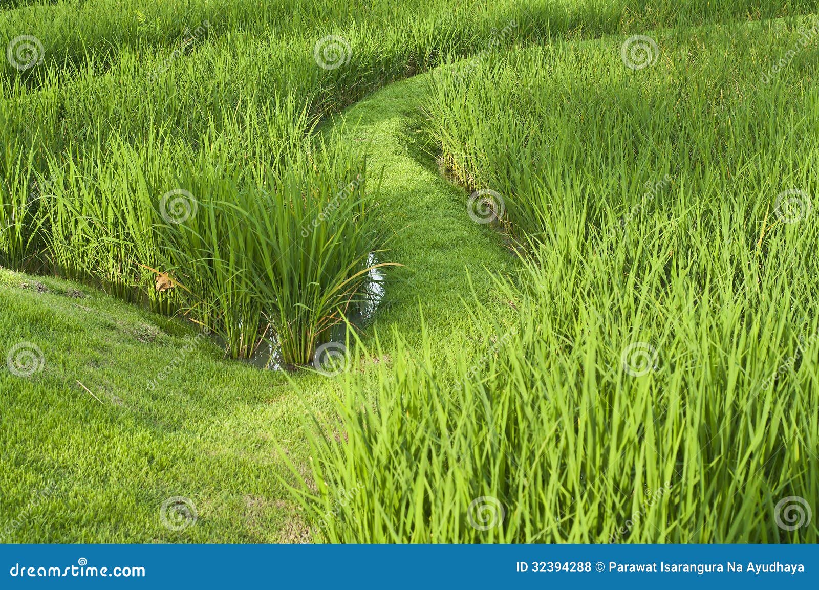 Rice paddy field. stock photo. Image of fall, colorful - 32394288