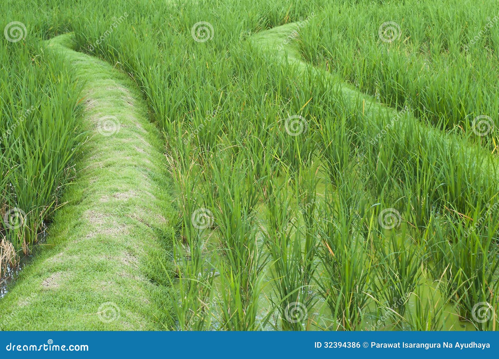 Rice paddy field. stock photo. Image of golden, farming - 32394386