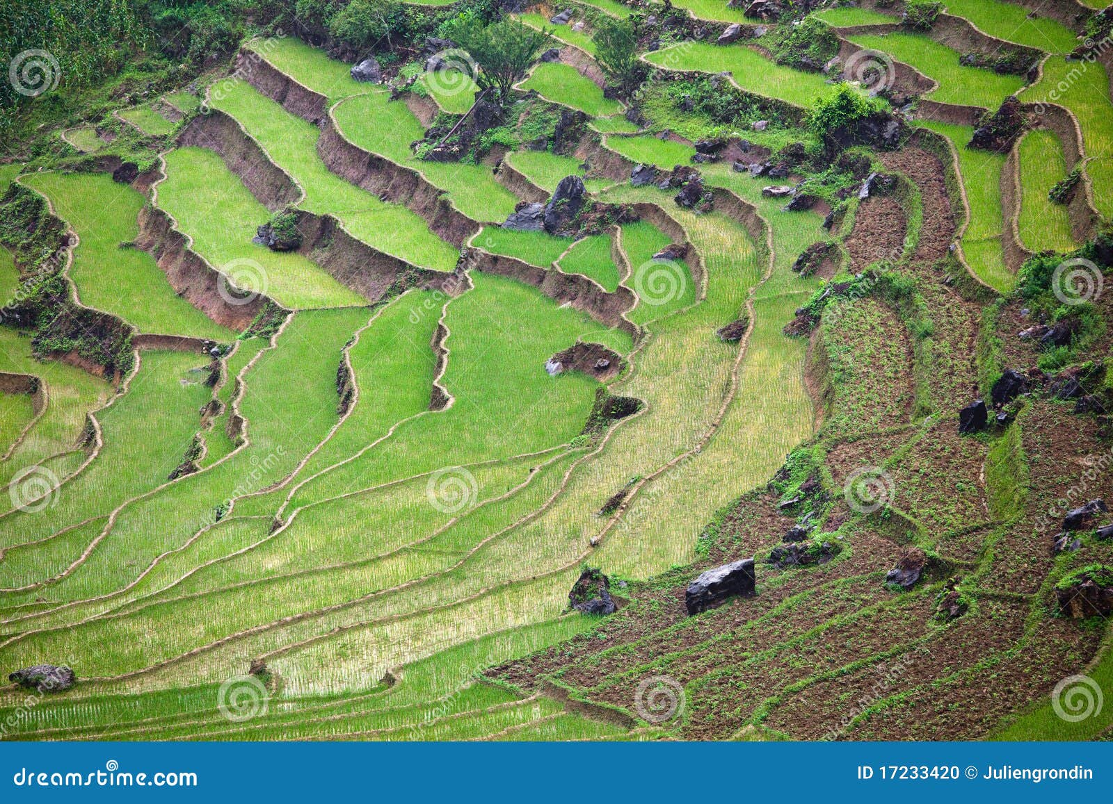 Rice paddy fields stock photo. Image of fields, paddy - 17233420