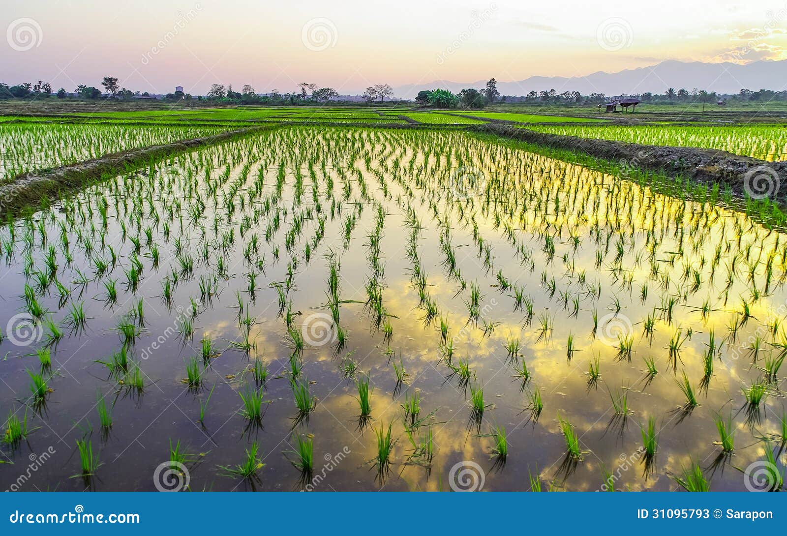 Rice paddy fields stock image. Image of cultivate, paddy - 31095793