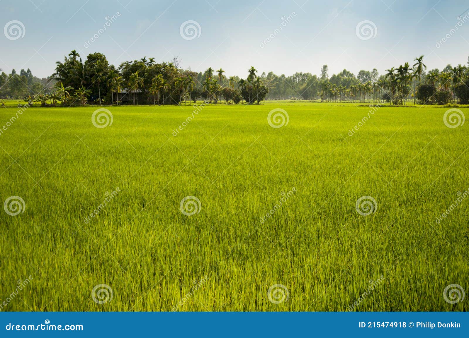 Rice Paddy Fields Asia Farming and Agriculture Stock Photo - Image of ...